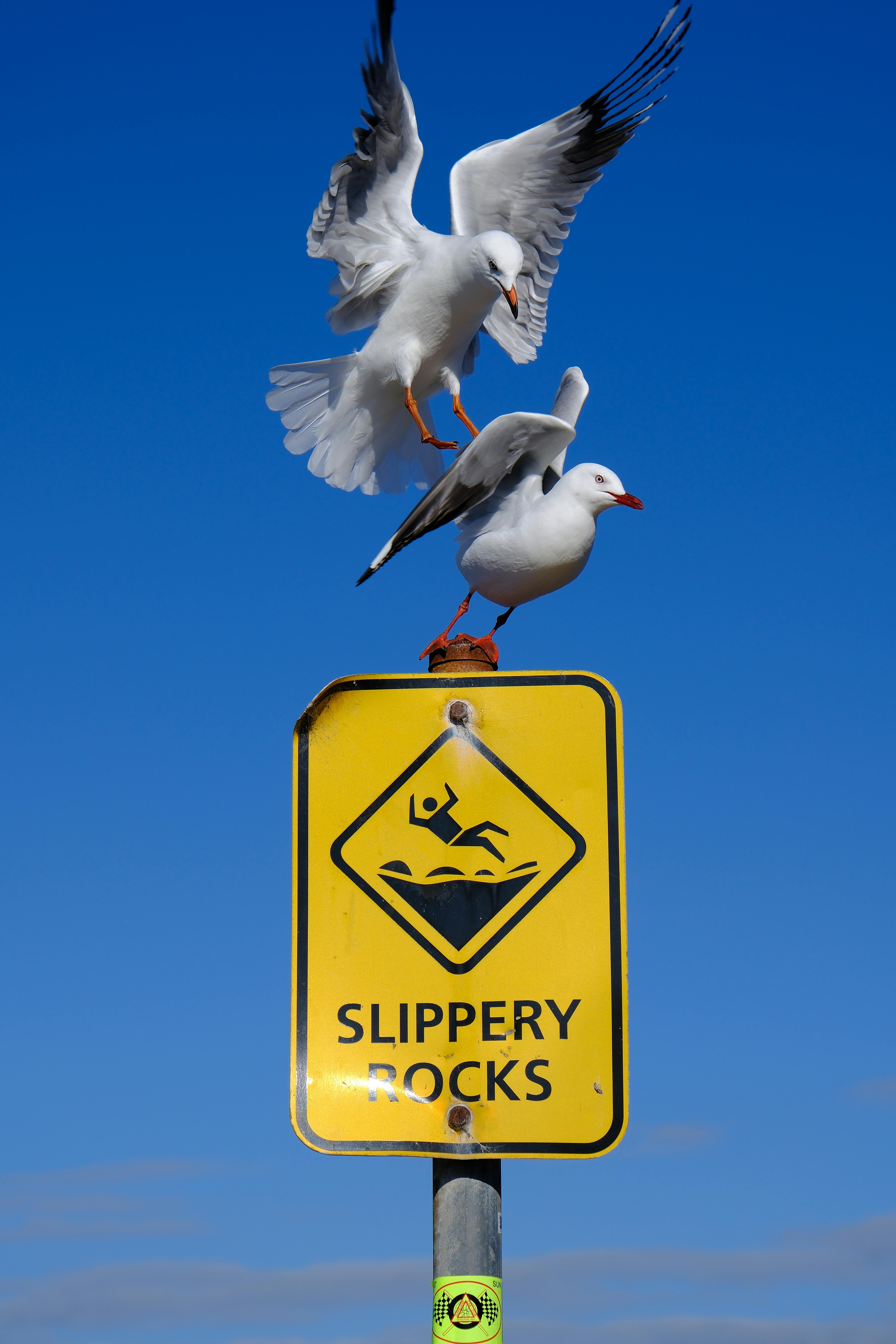 A sign warning of slippery rocks on a beach · Free Stock Photo