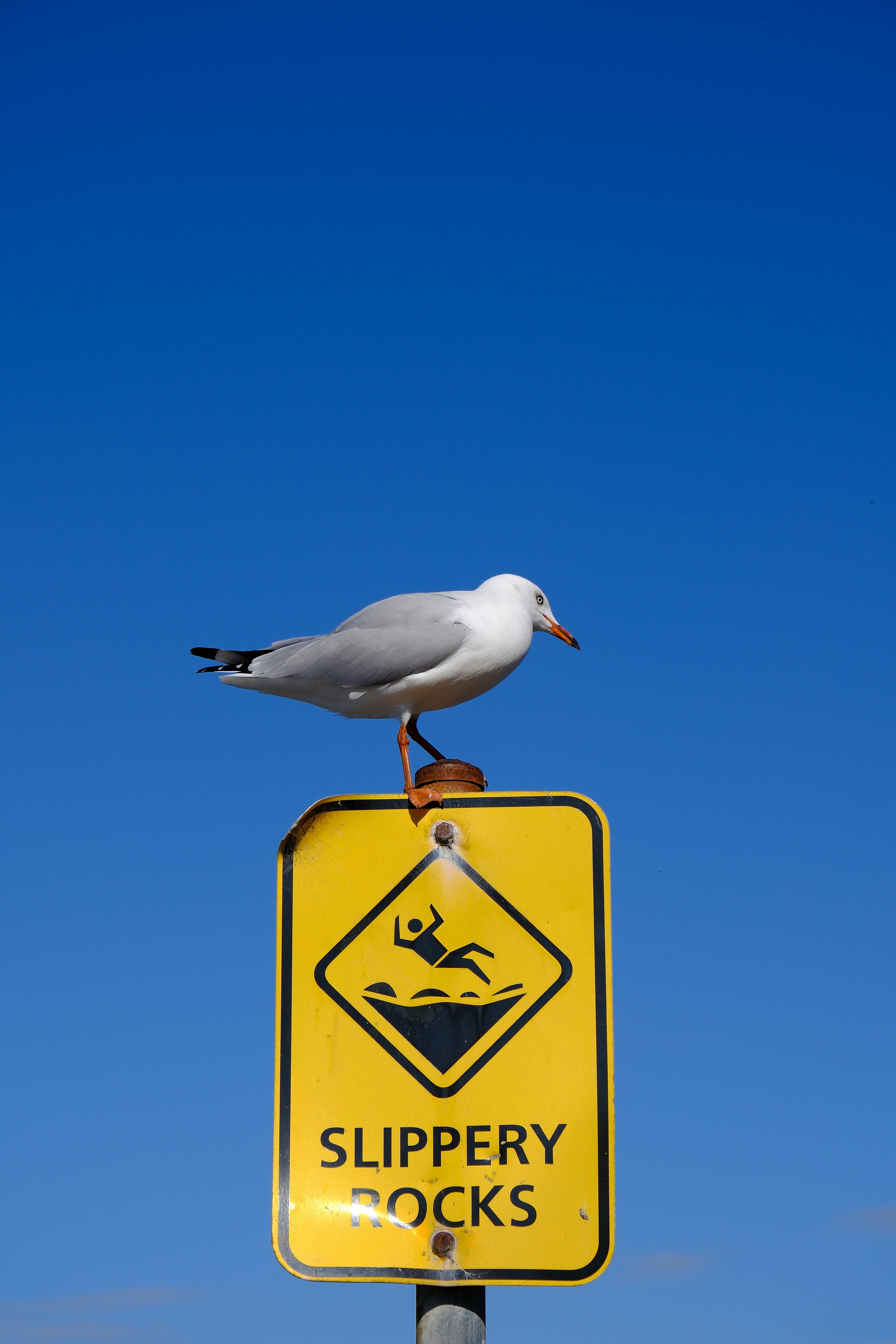 Seagull on a Yellow Sign · Free Stock Photo