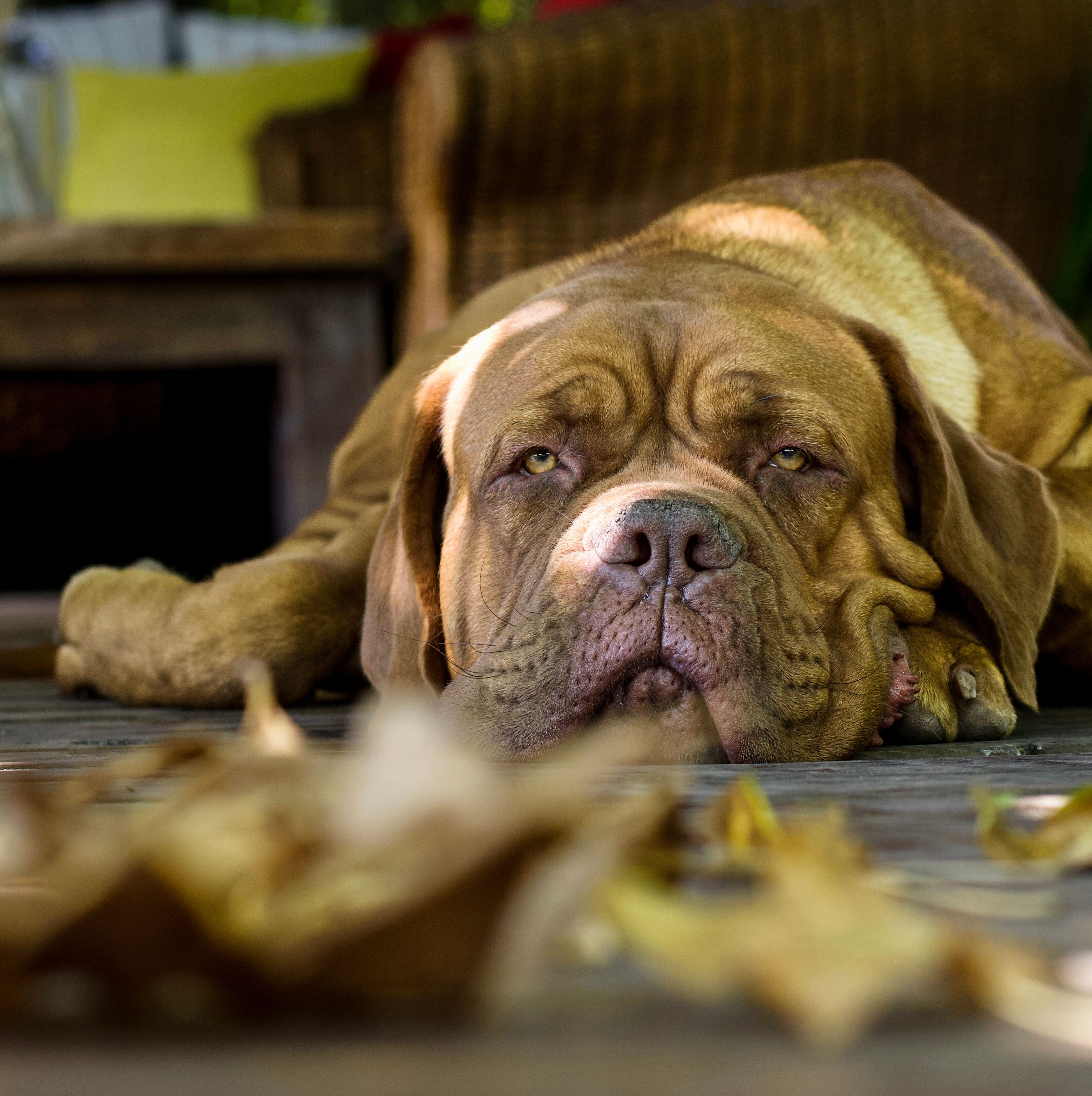 Close-up on a Mastiff Dog Laying · Free Stock Photo