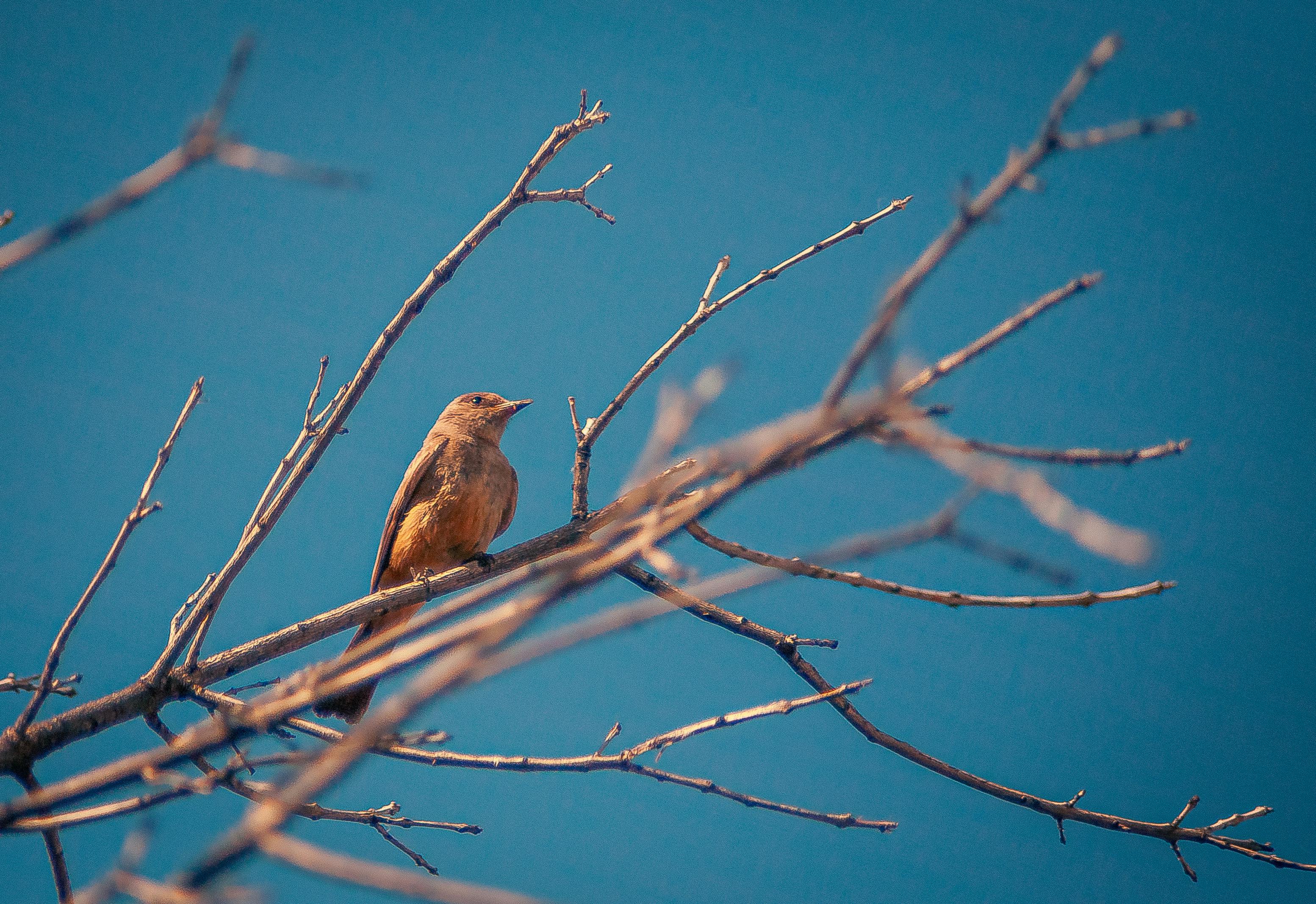Photo of Birds Perched on a Bare Tree · Free Stock Photo