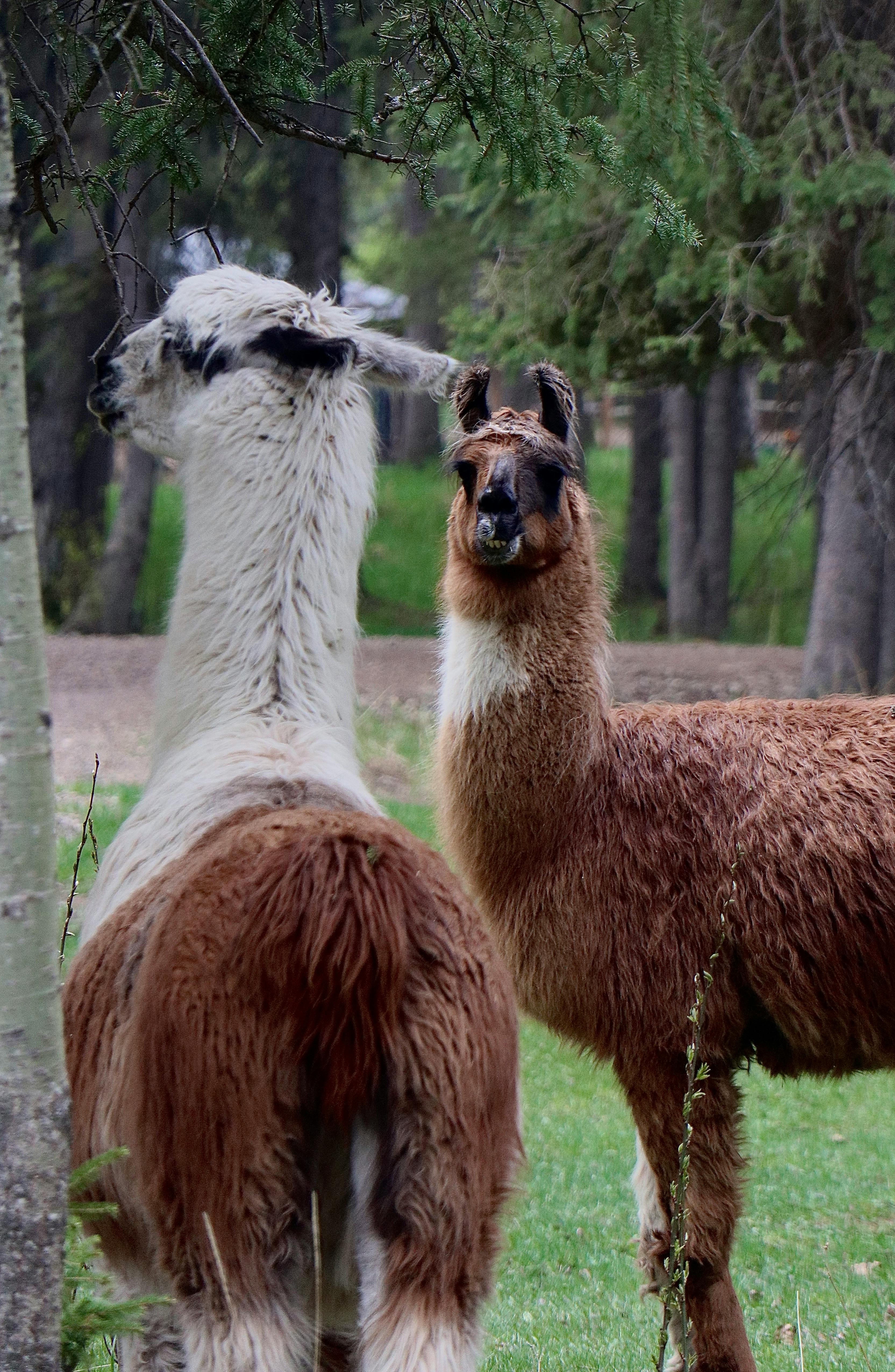 Llama · Free Stock Photo