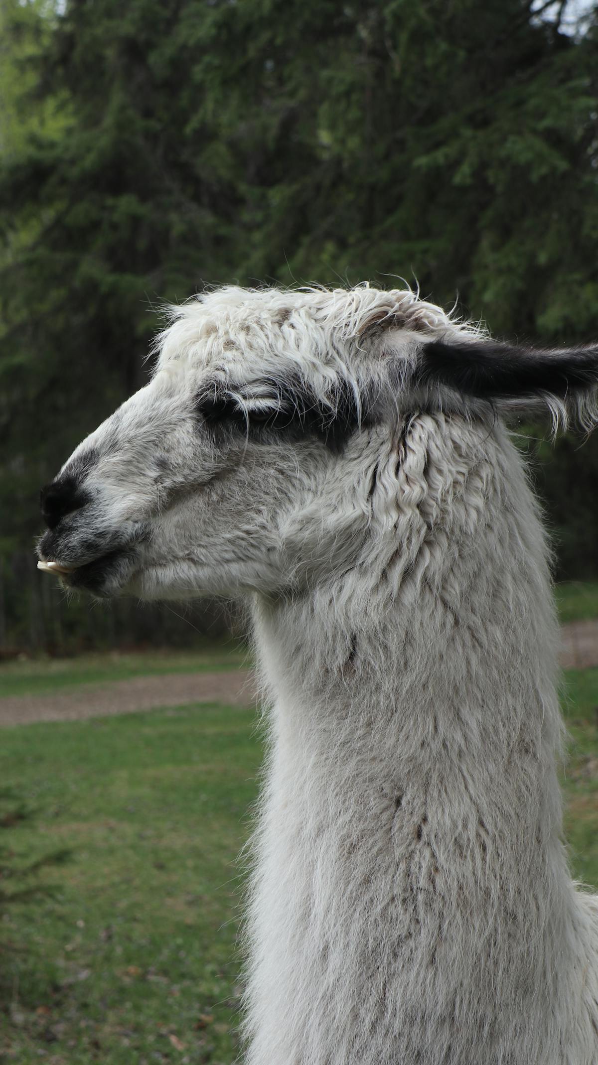 Alpaca Photos, Download The BEST Free Alpaca Stock Photos & HD Images