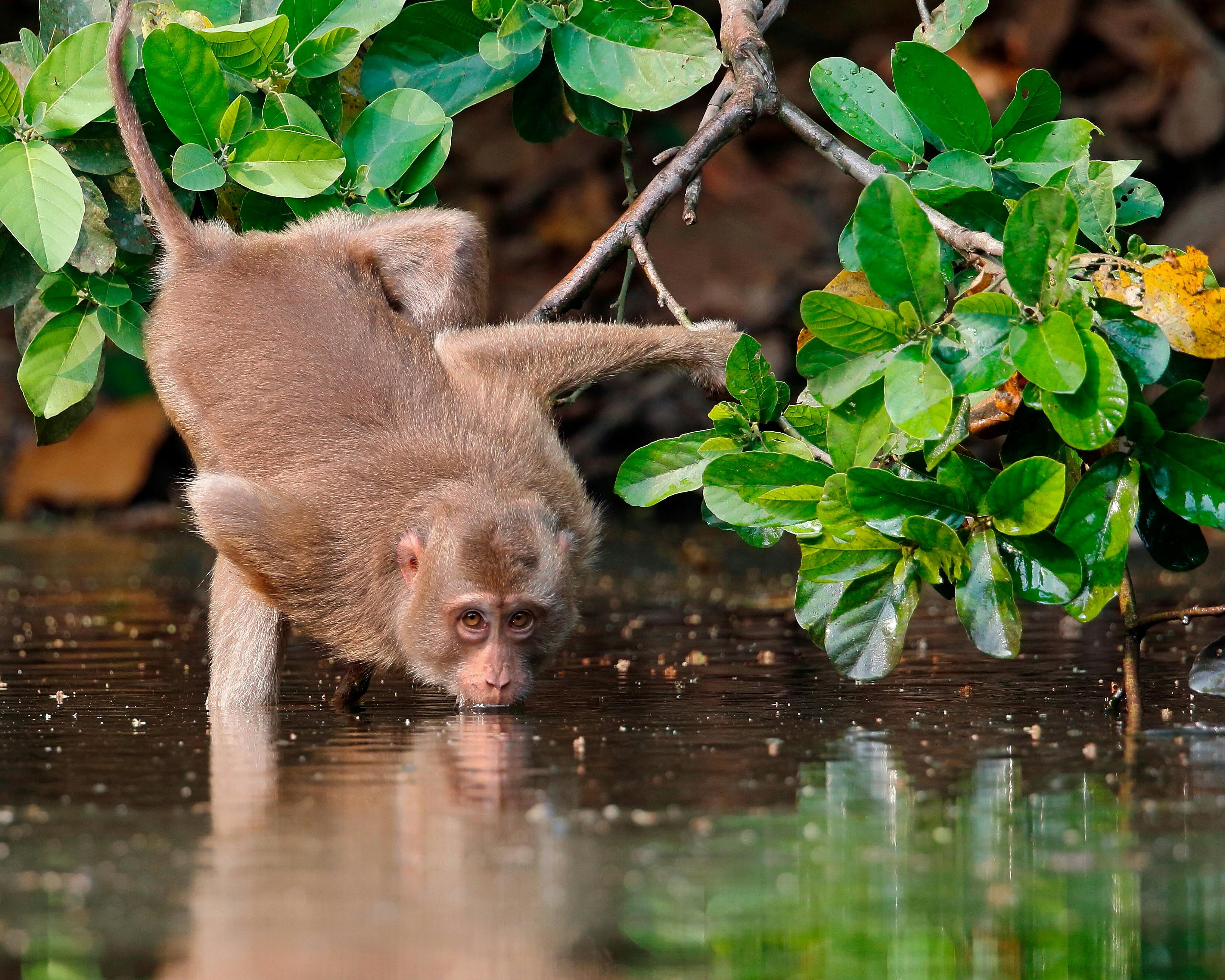 Rainforest+Jungle+In+Tasman+Peninsula,+Tasmania,+Australia Photos ...