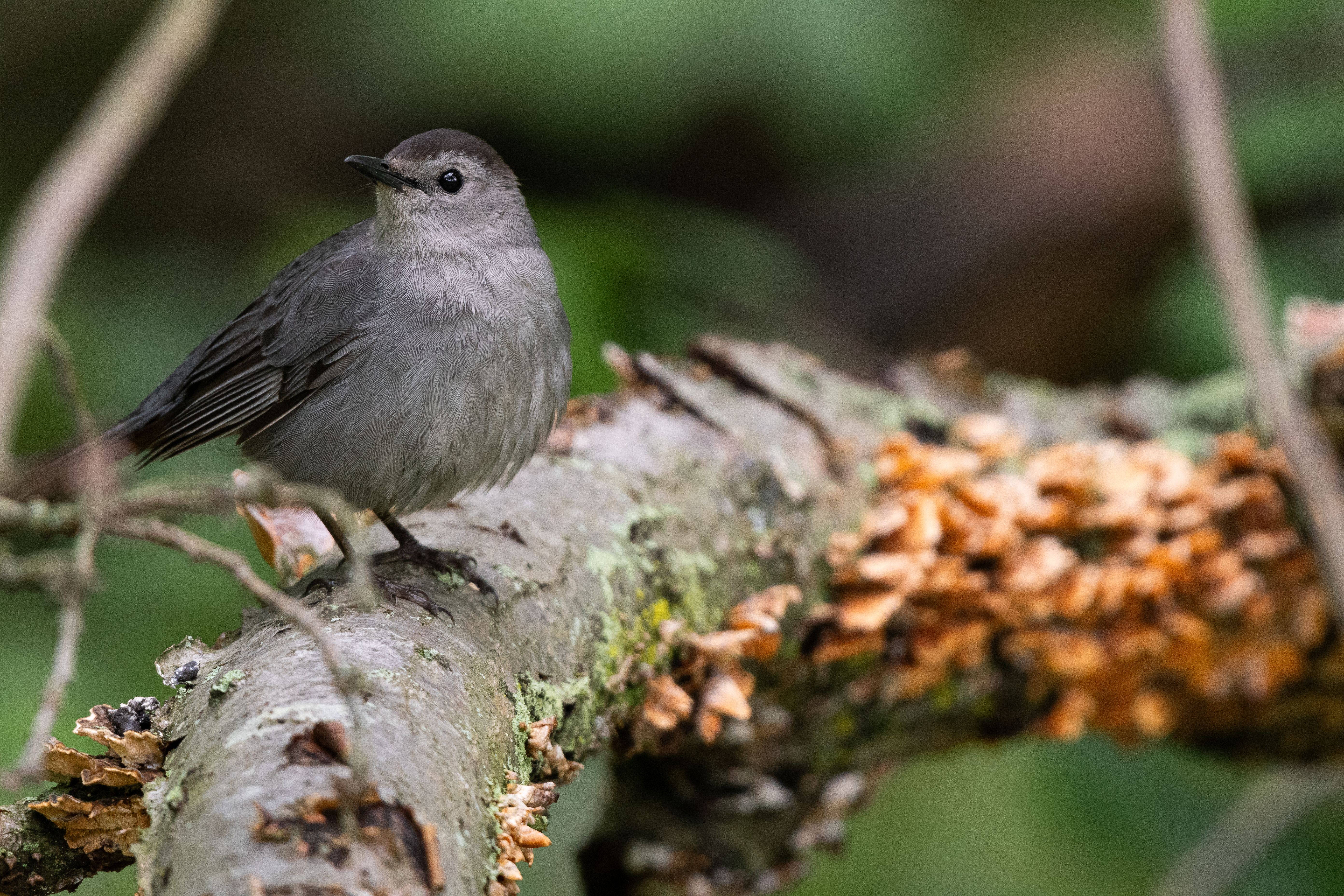 Perching Gray Catbird · Free Stock Photo