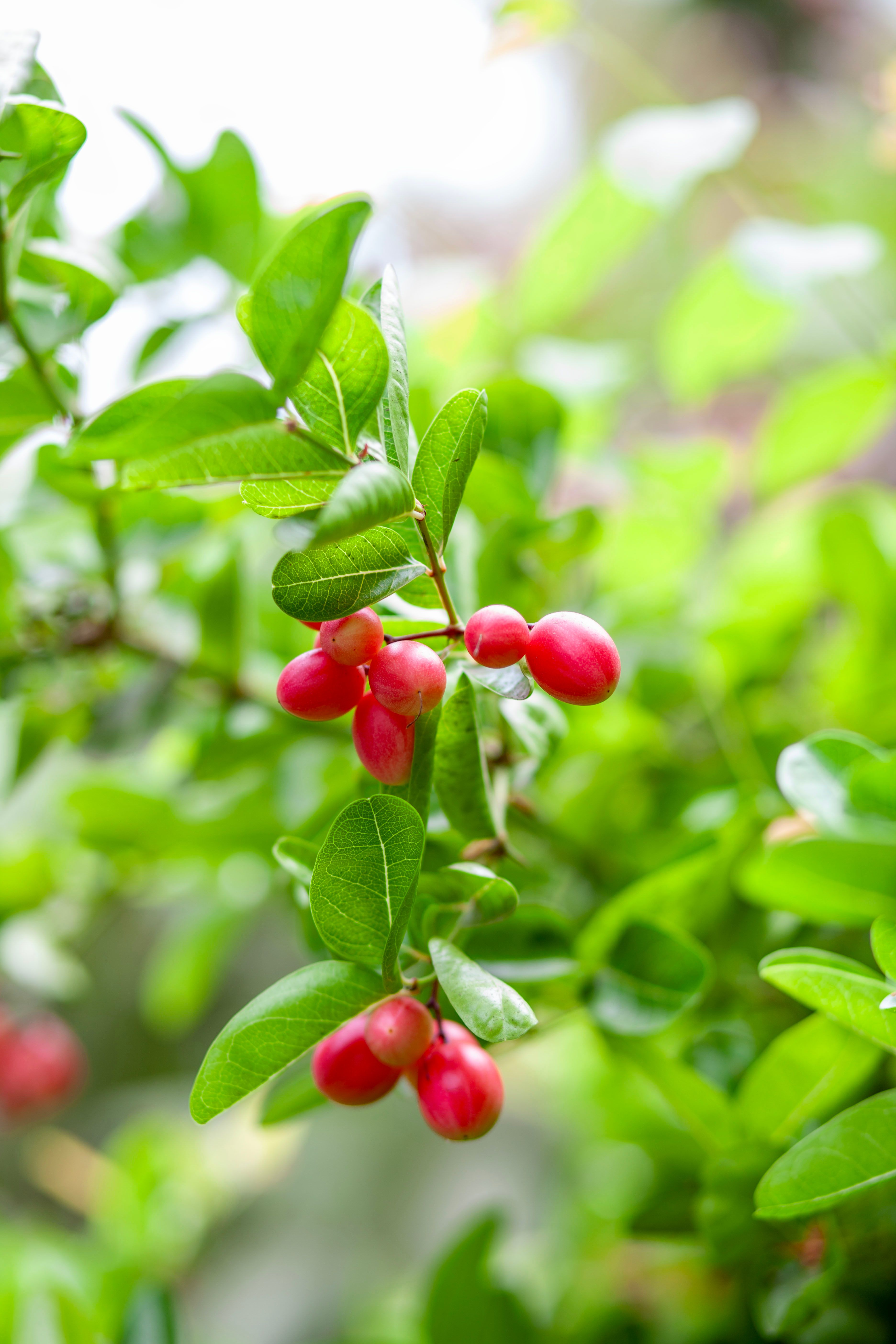 Bengal Currant Photos, Download The BEST Free Bengal Currant Stock ...
