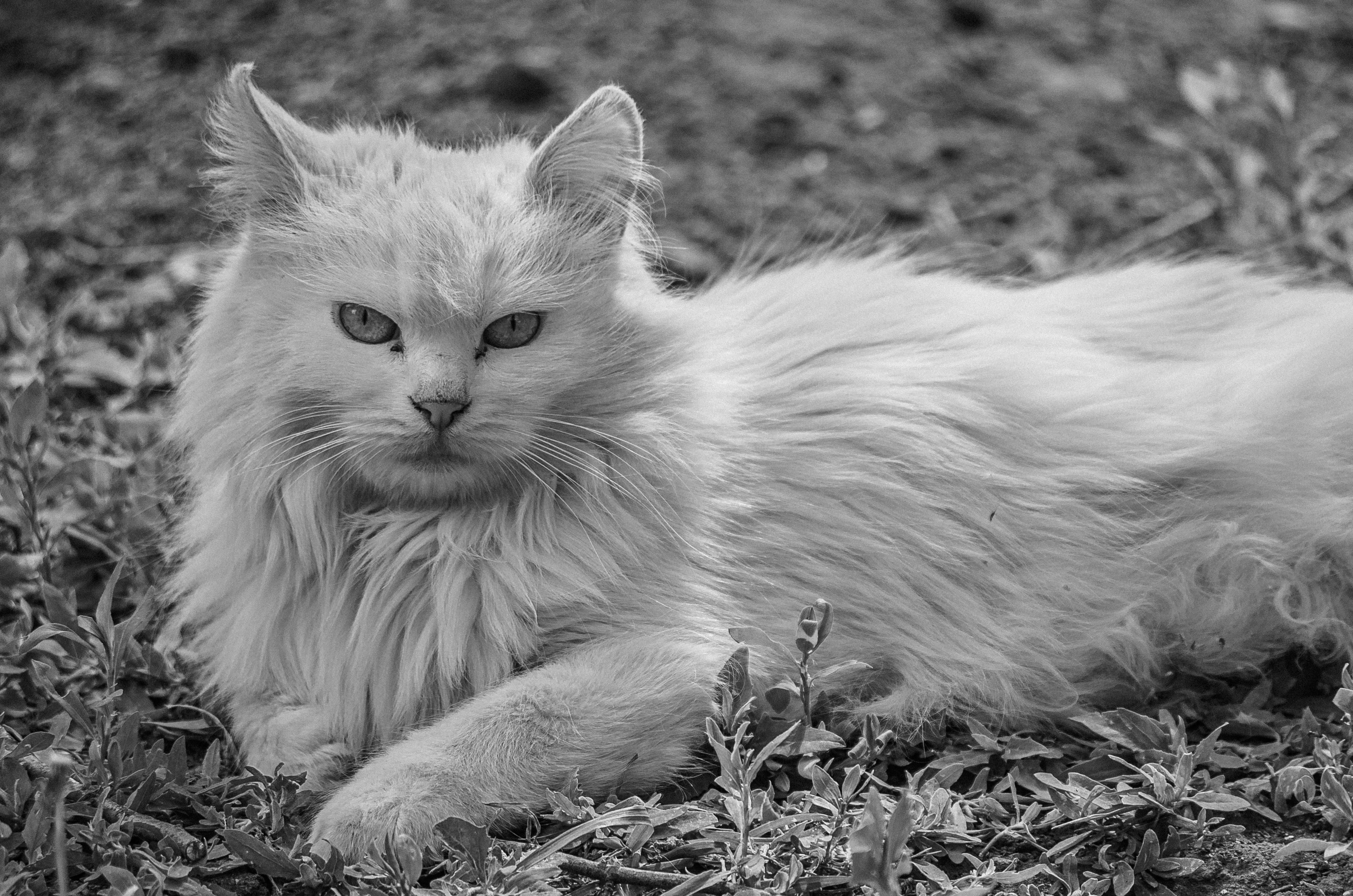 Turkish Angora Cat on Grass · Free Stock Photo