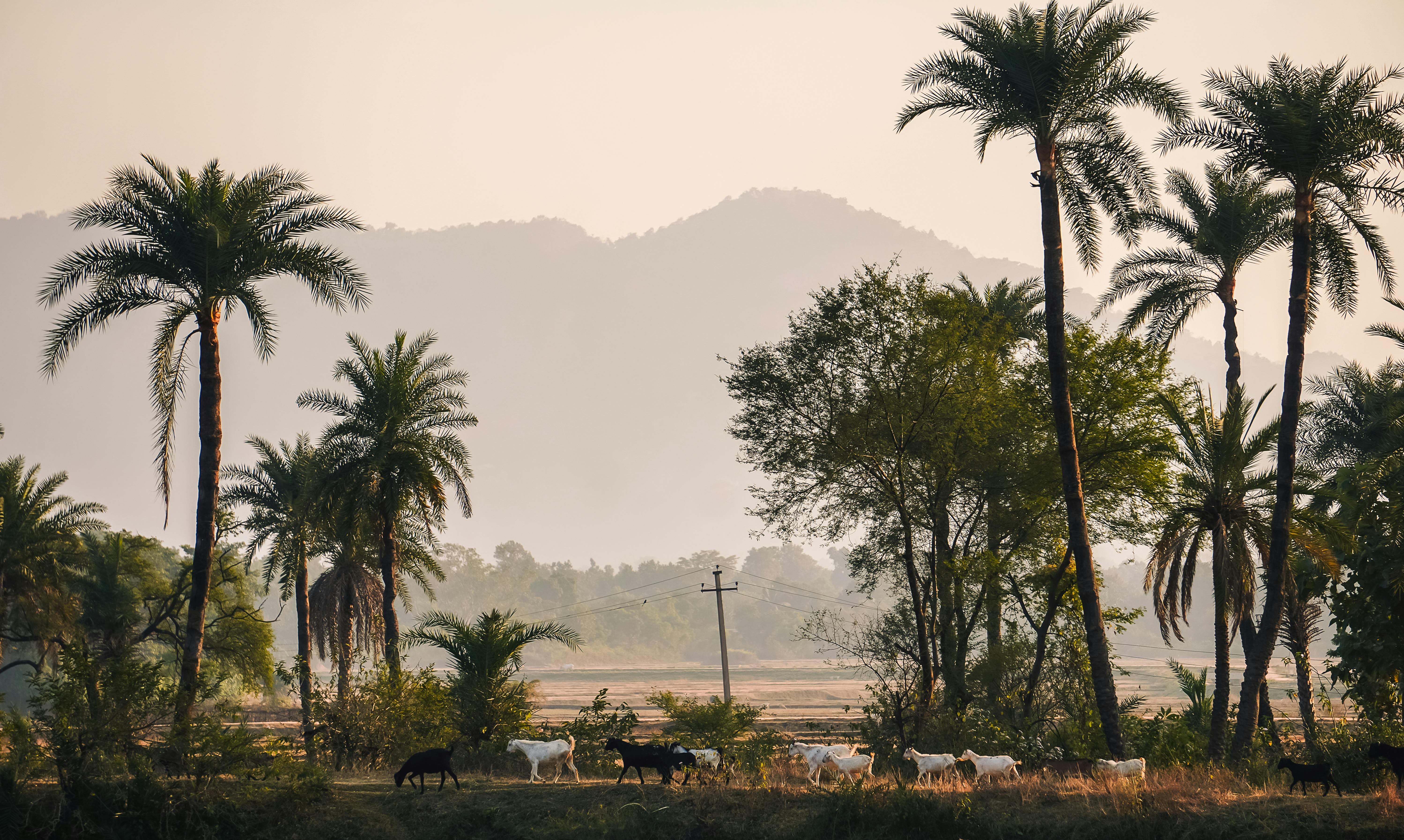 Palm Trees and Goats on Rural Field · Free Stock Photo