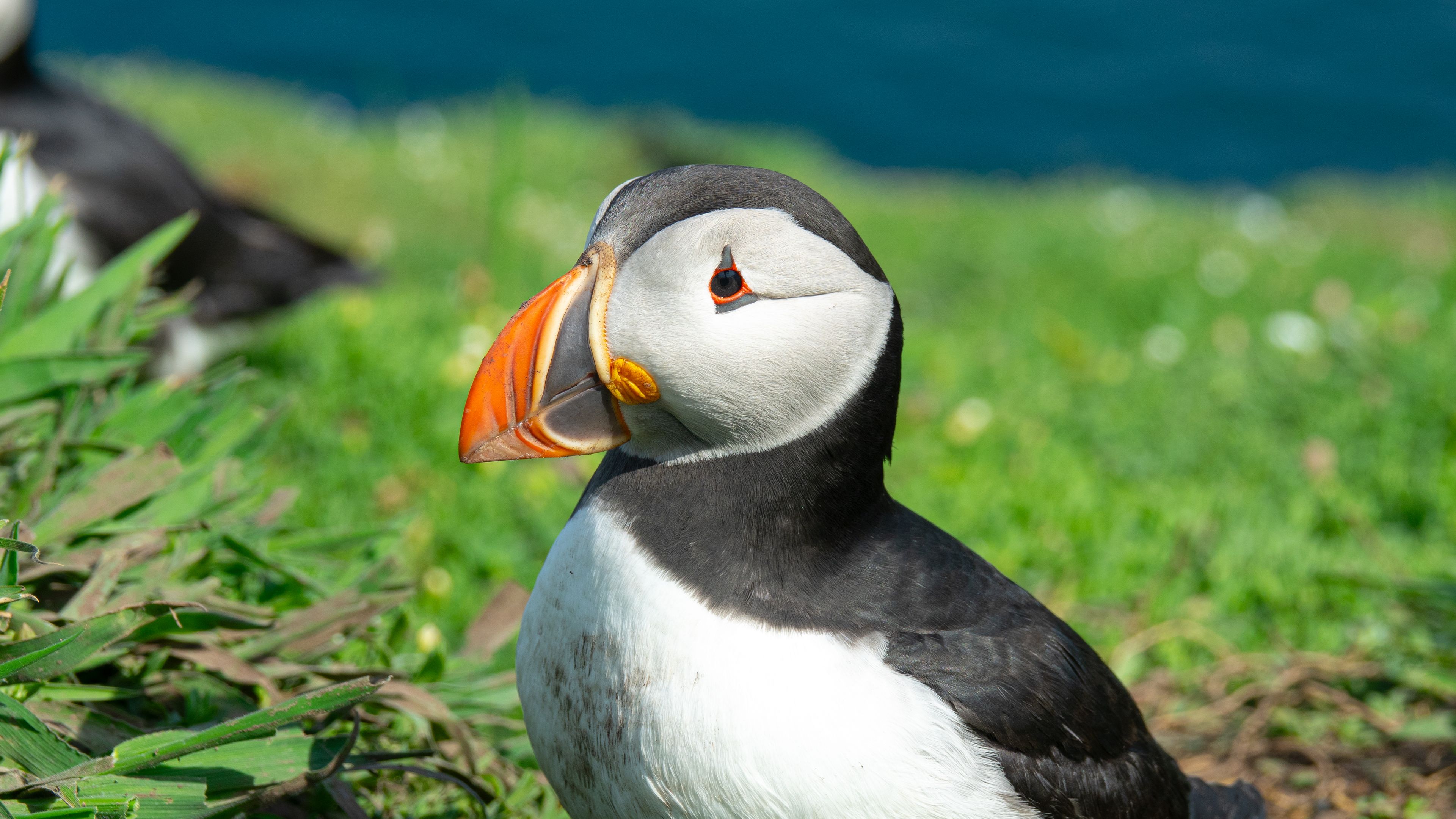 Portrait of Atlantic Puffin · Free Stock Photo