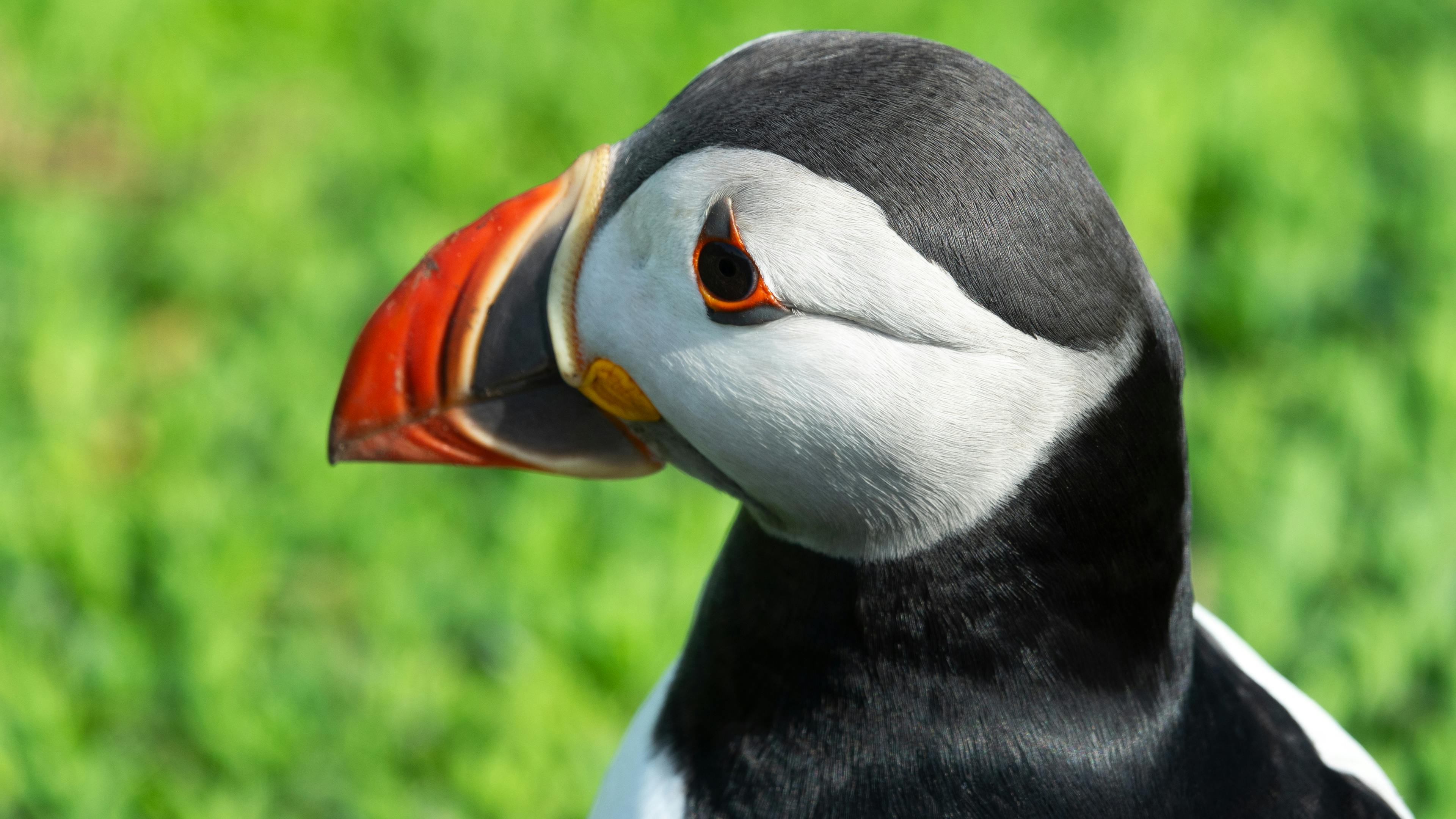 Portrait of Atlantic Puffin · Free Stock Photo