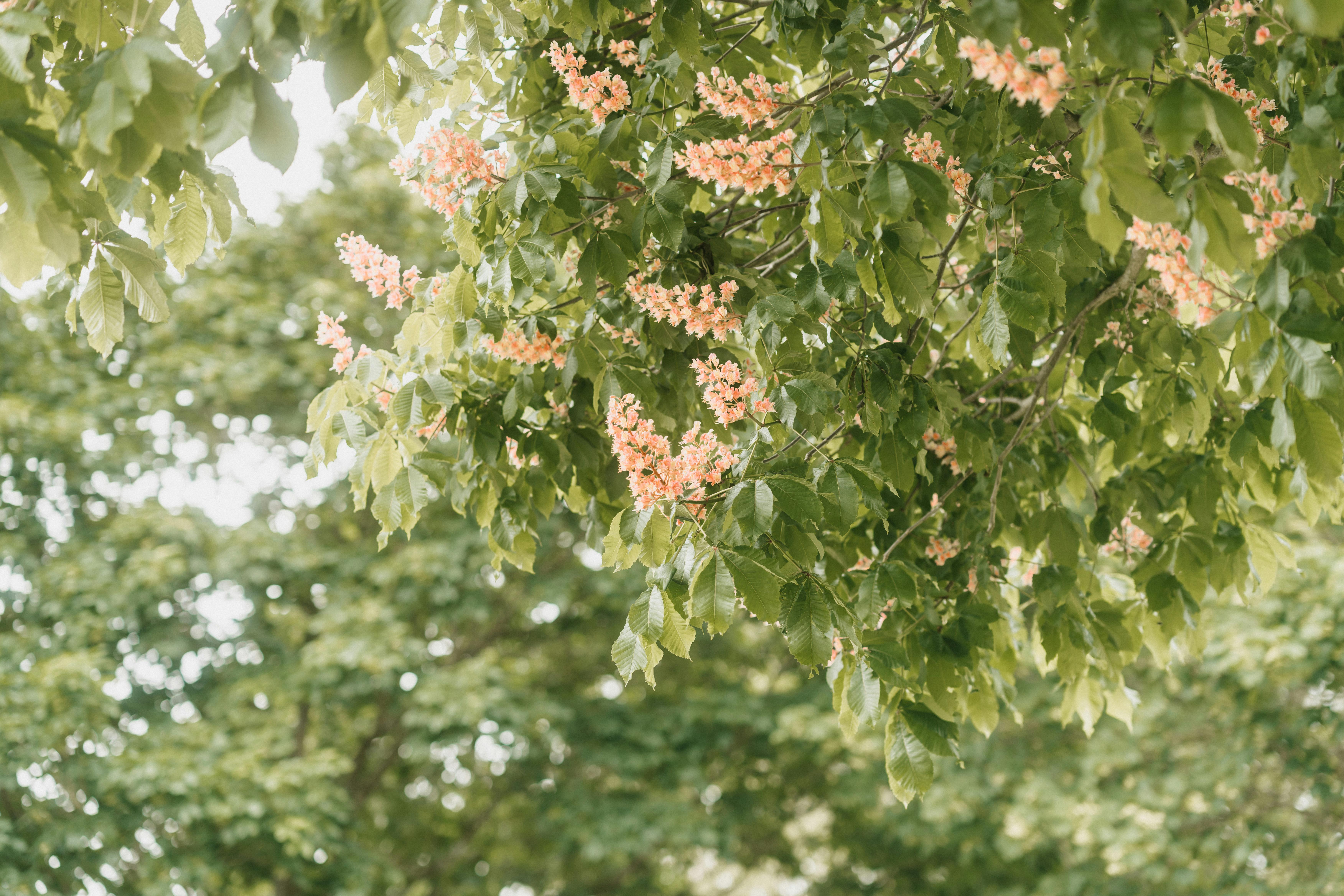 Close-up of Trees with Bright Green Leaves · Free Stock Photo