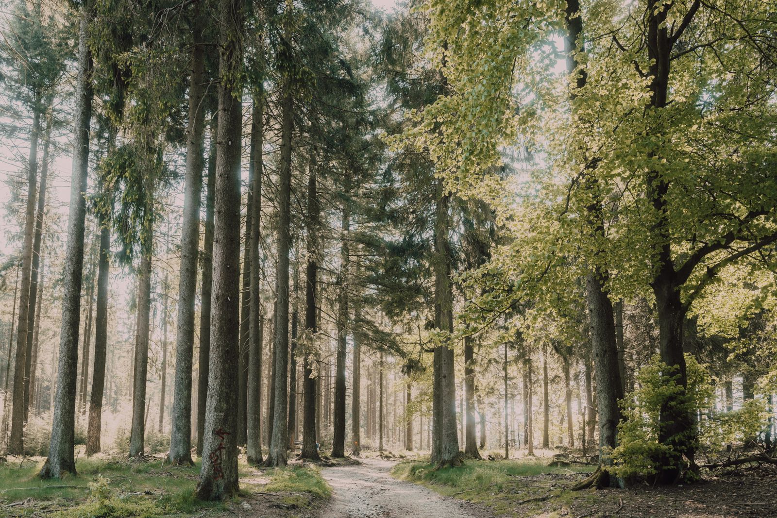 Wonderful Trees 76 Photos & Videos Collected by Lisa from Pexels
