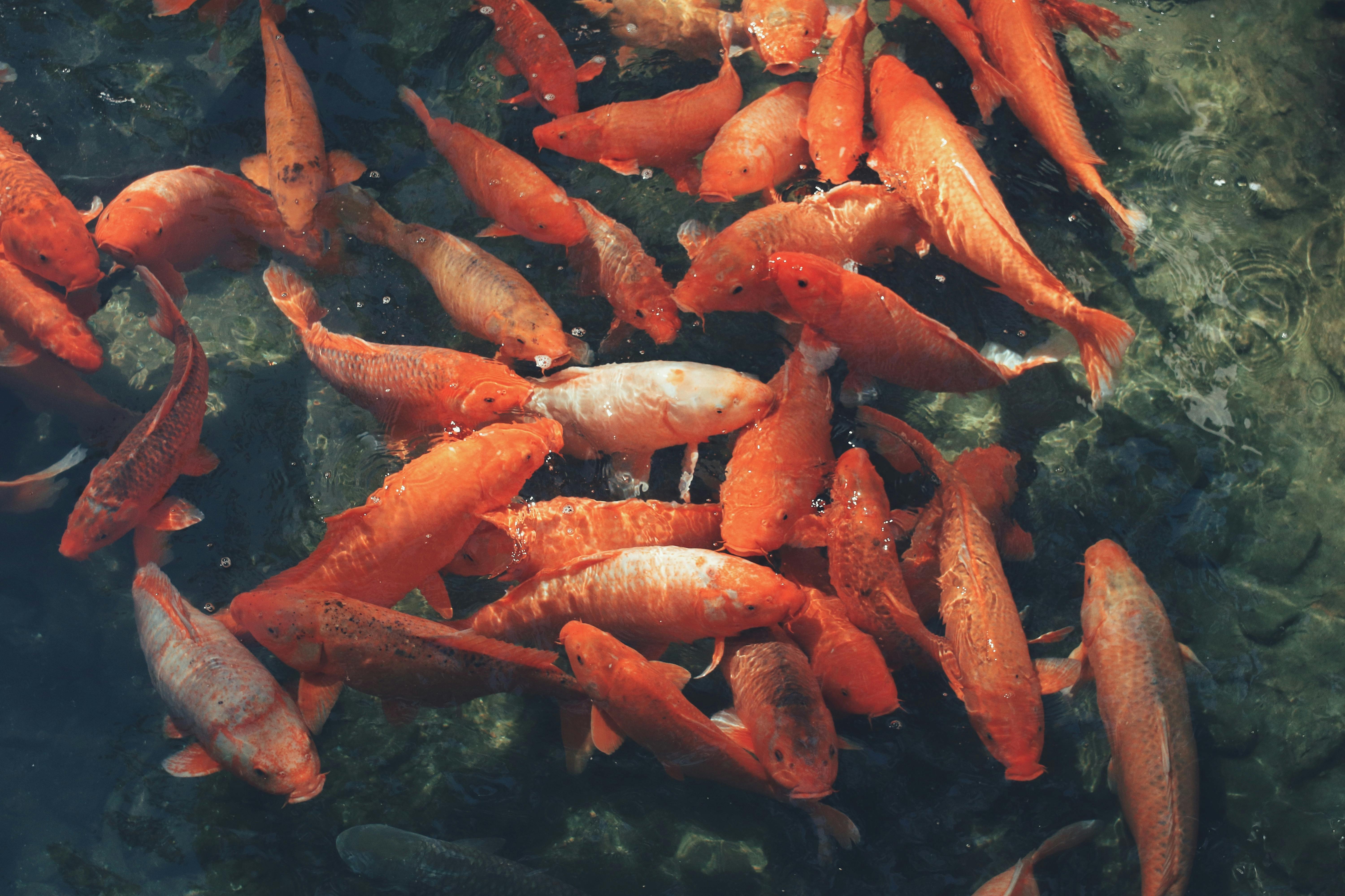 School of Orange Fish in Water · Free Stock Photo