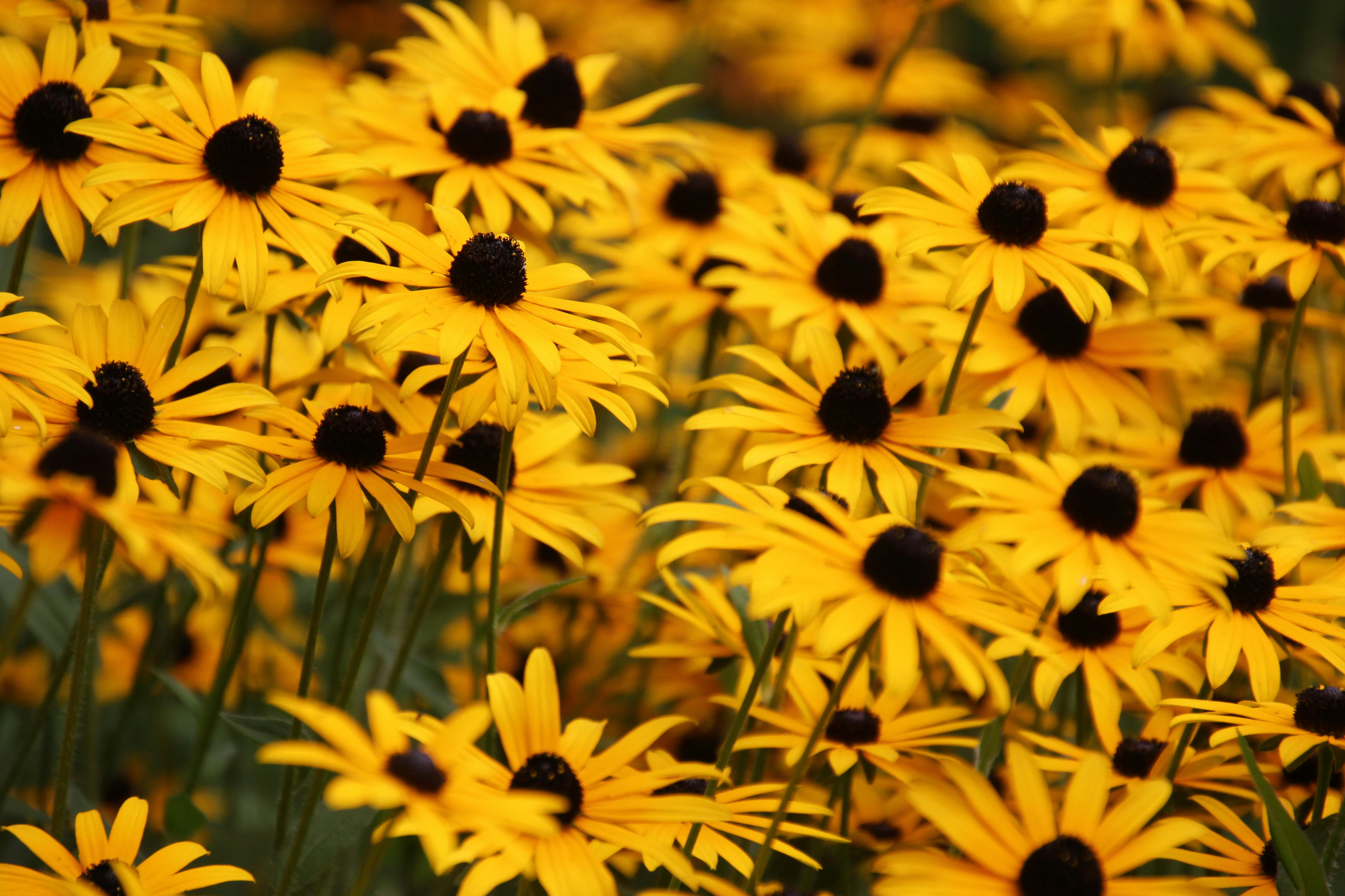 Color: Yellow Photos, Download The BEST Free Color: Yellow Stock Photos ...