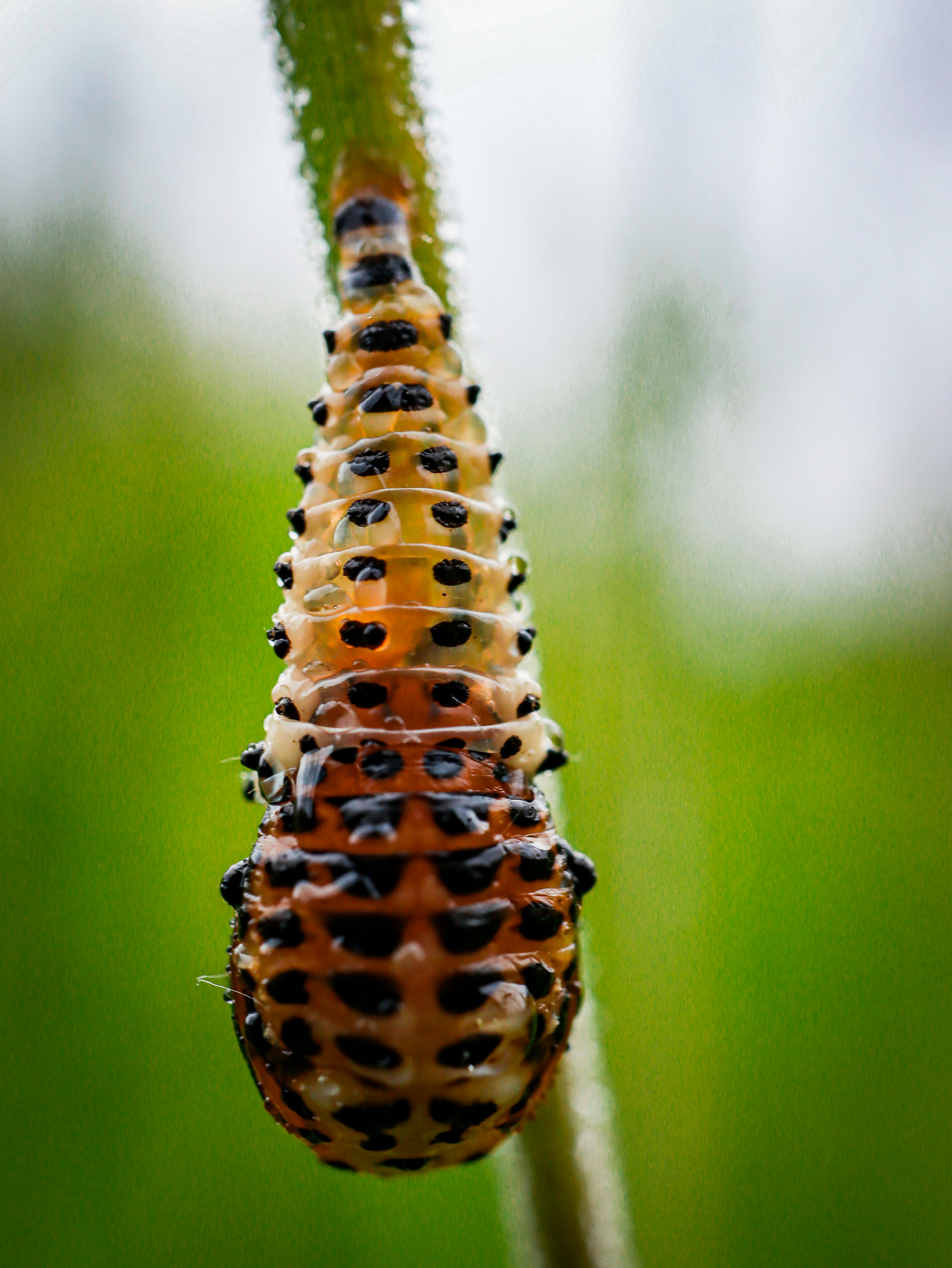 Close up of an Insect · Free Stock Photo