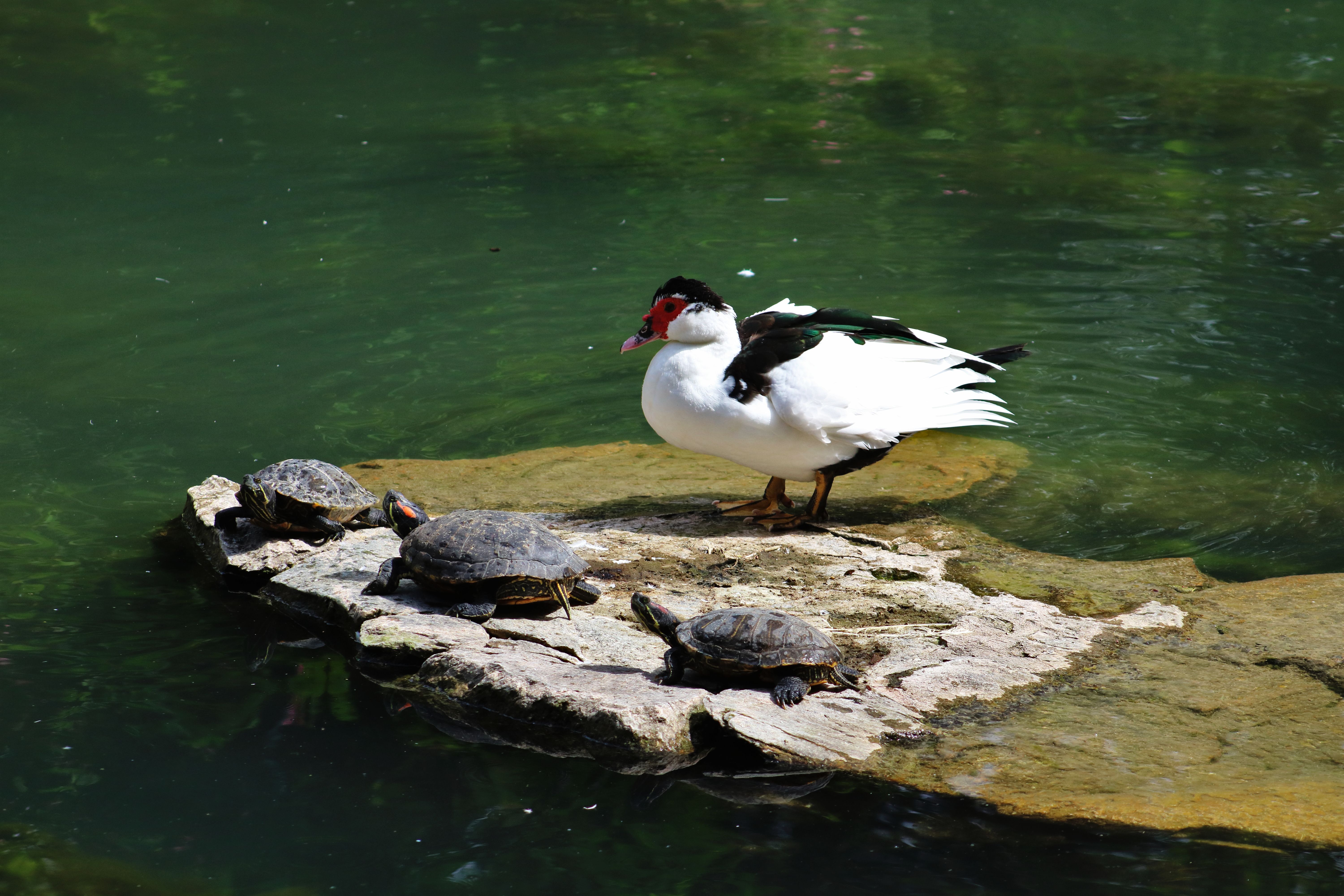 Muscovy Duck and Three Turtles on a Lakeshore · Free Stock Photo