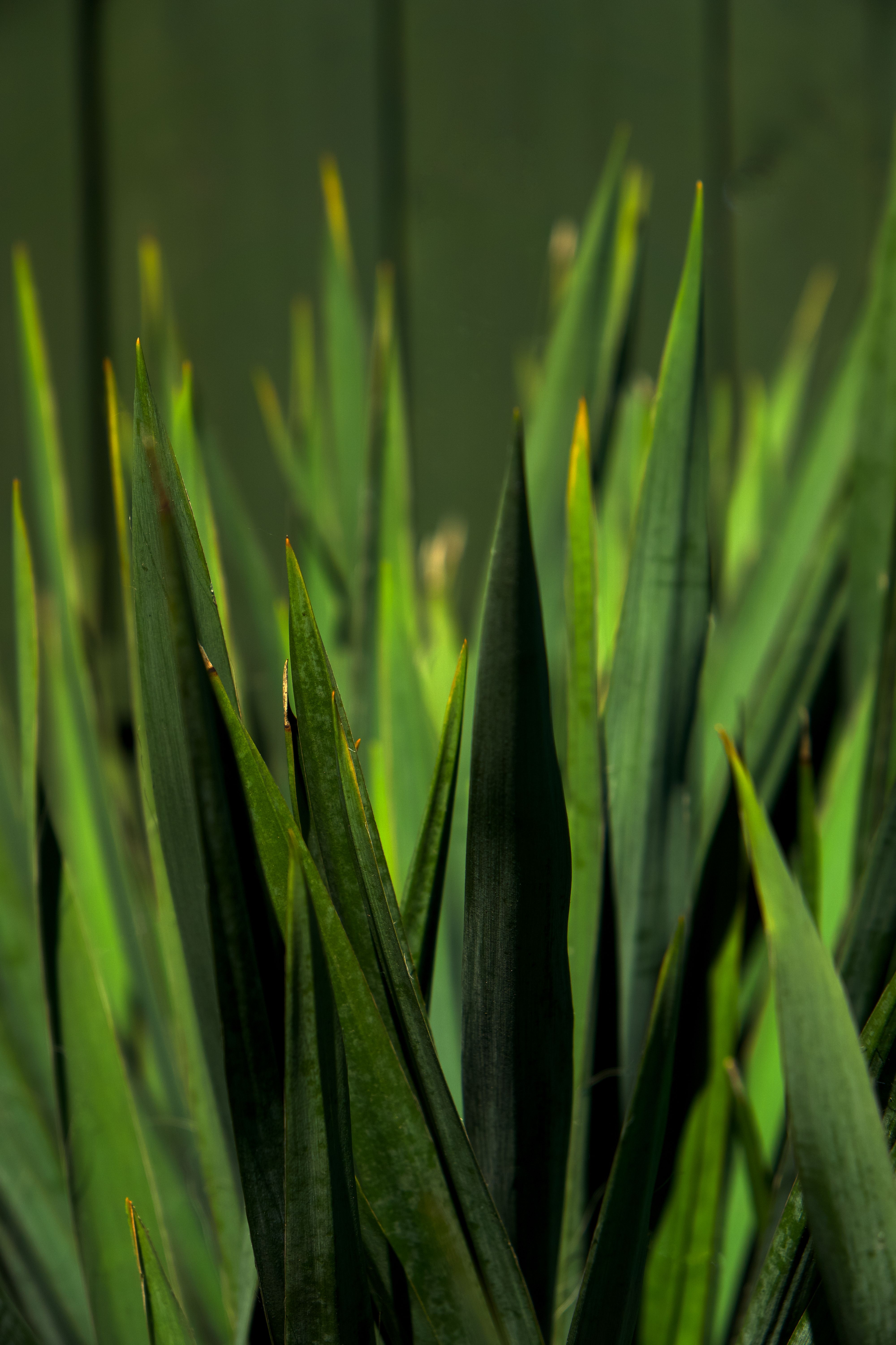 Sharp Foliage Photos, Download The BEST Free Sharp Foliage Stock Photos ...