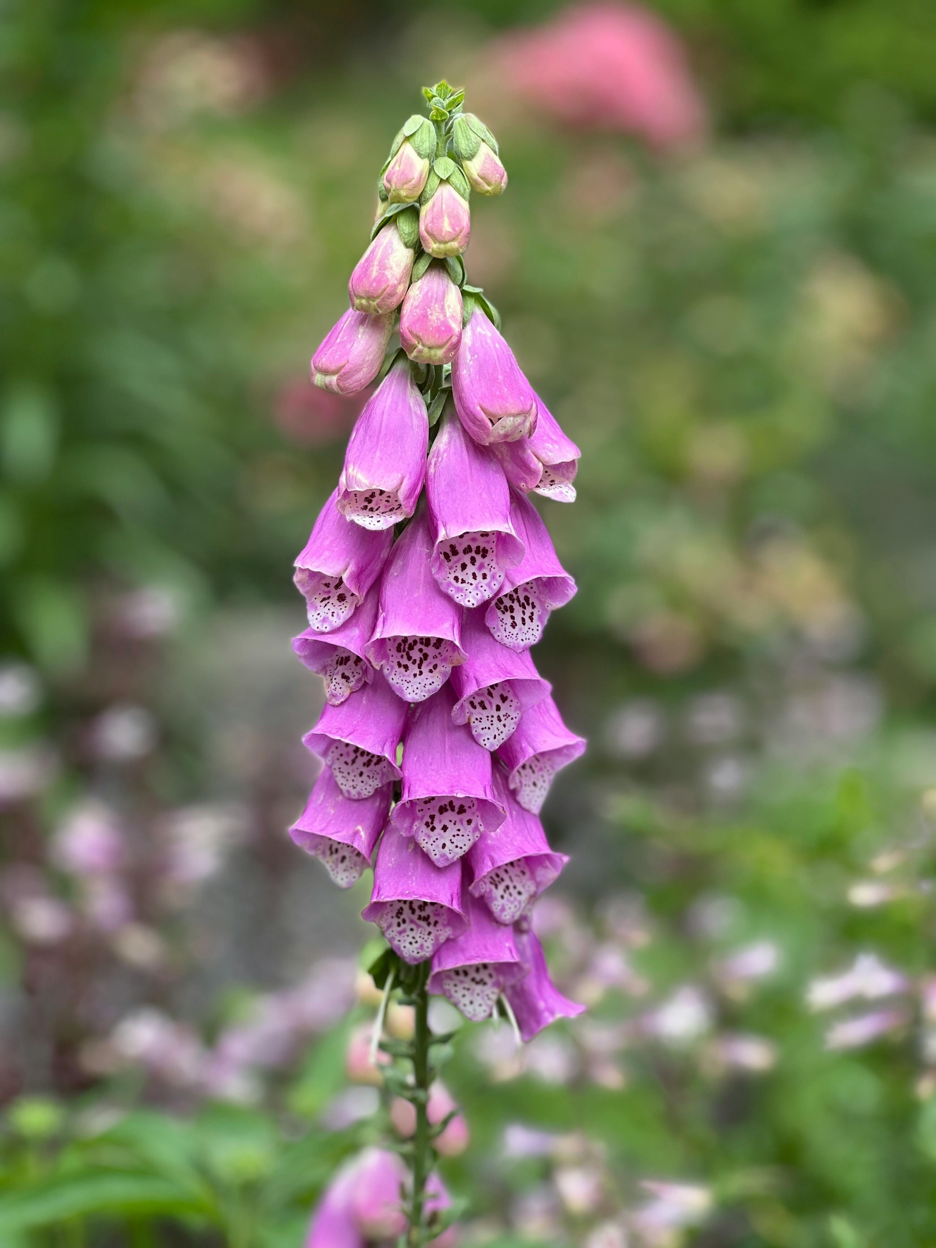 Close-up of the Common Foxglove · Free Stock Photo