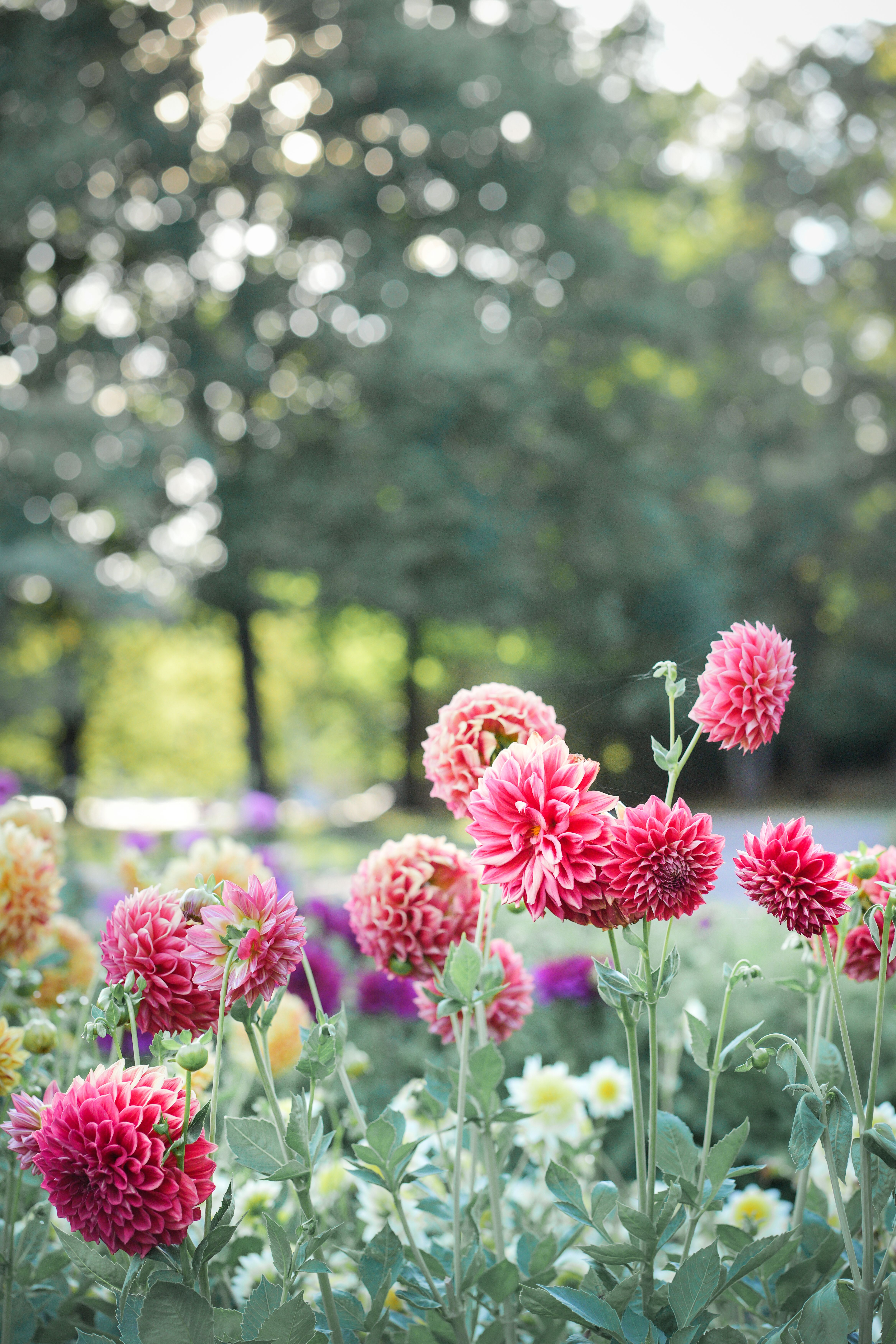 Flowers Garden Photos, Download The BEST Free Flowers Garden Stock ...