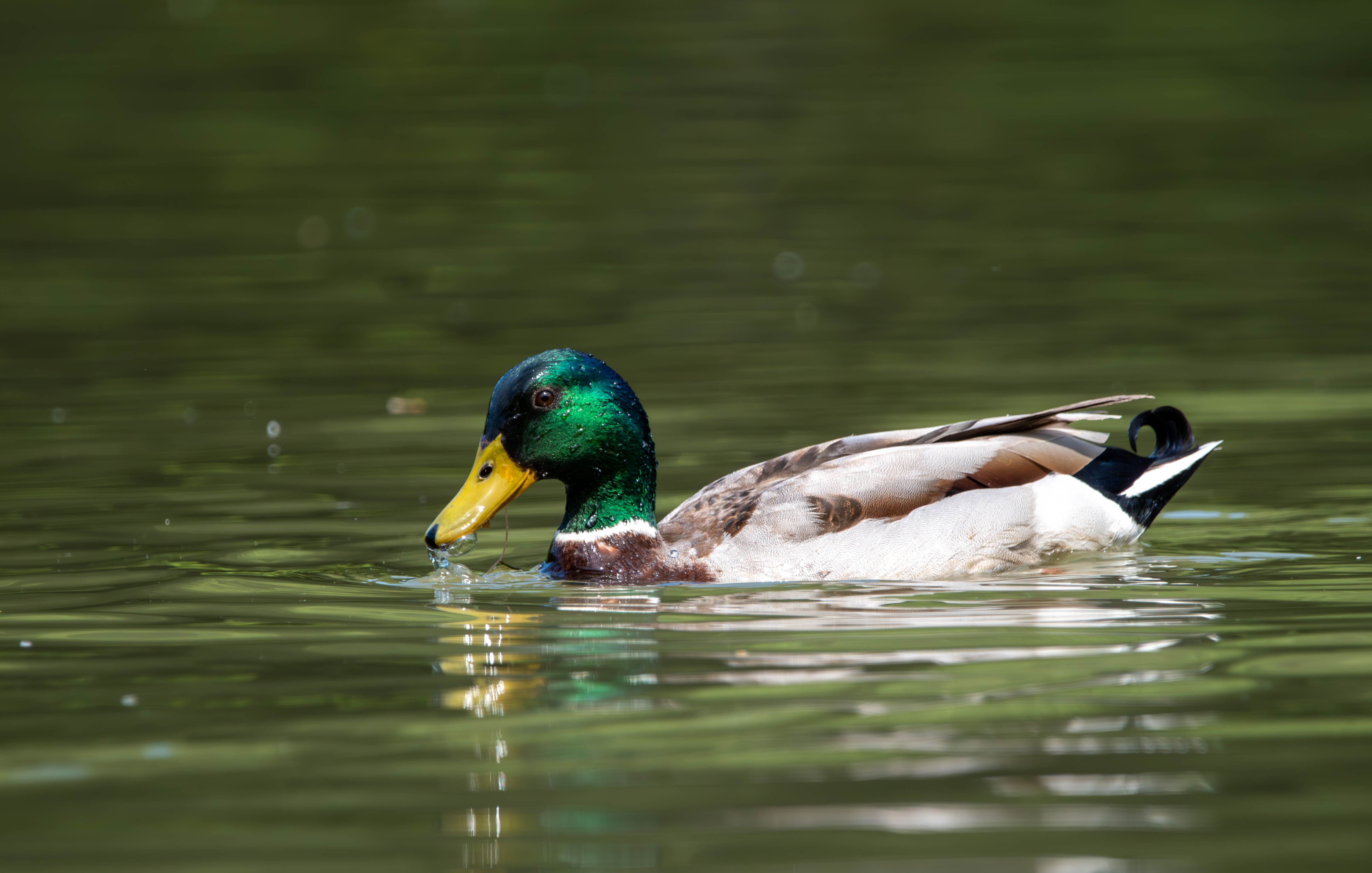 Mallard · Free Stock Photo