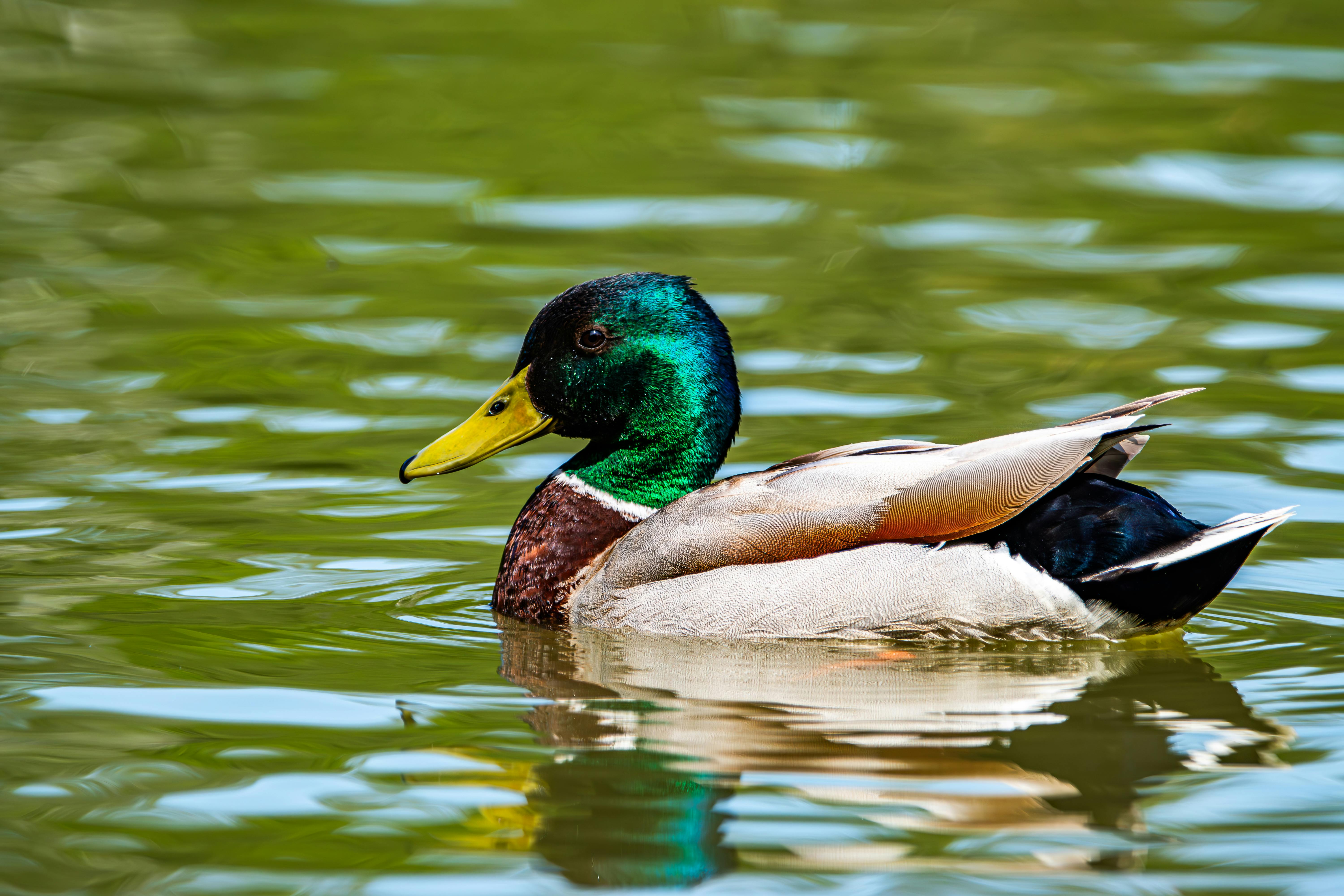 Mallard · Free Stock Photo