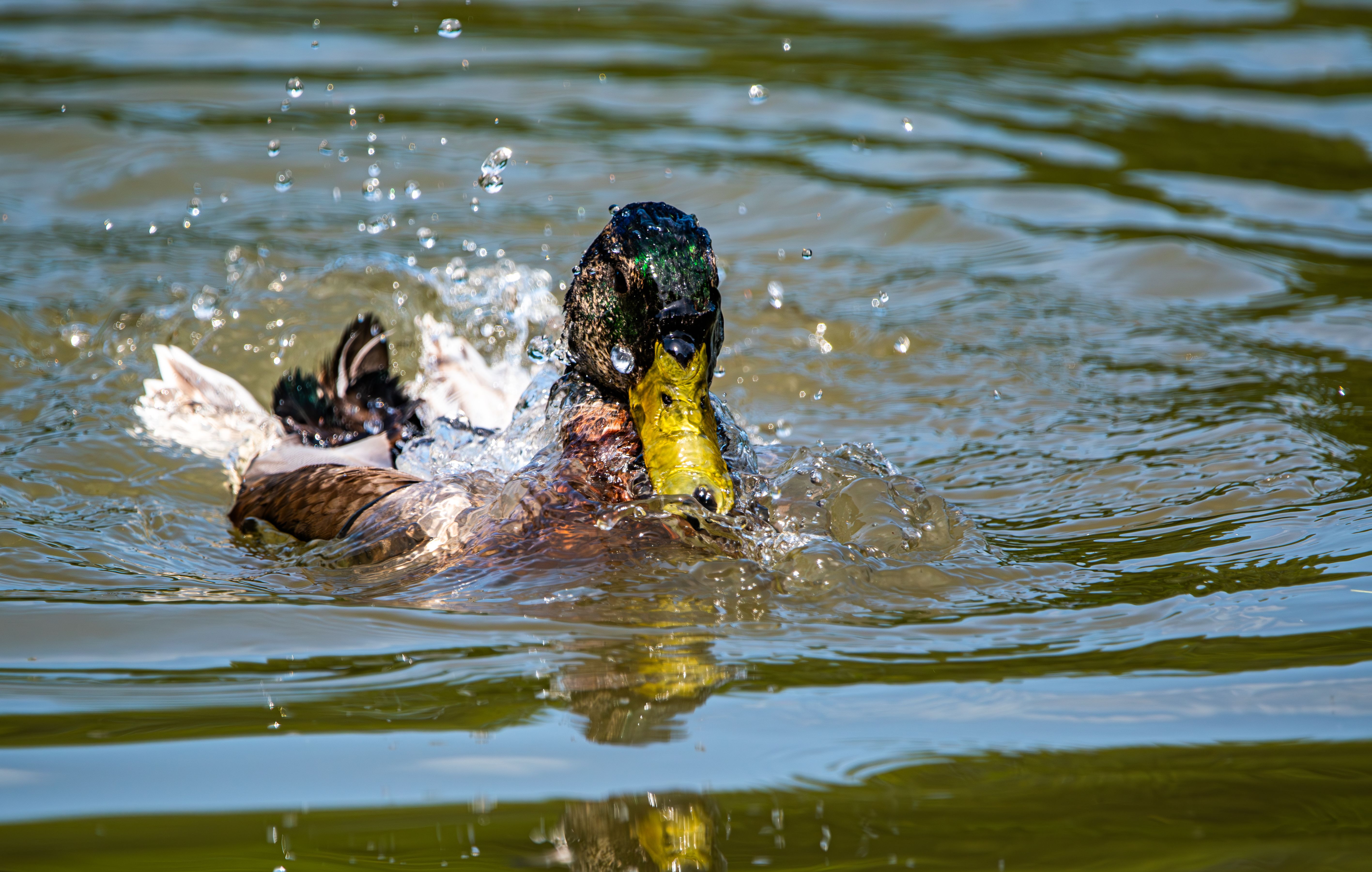 Mallard · Free Stock Photo