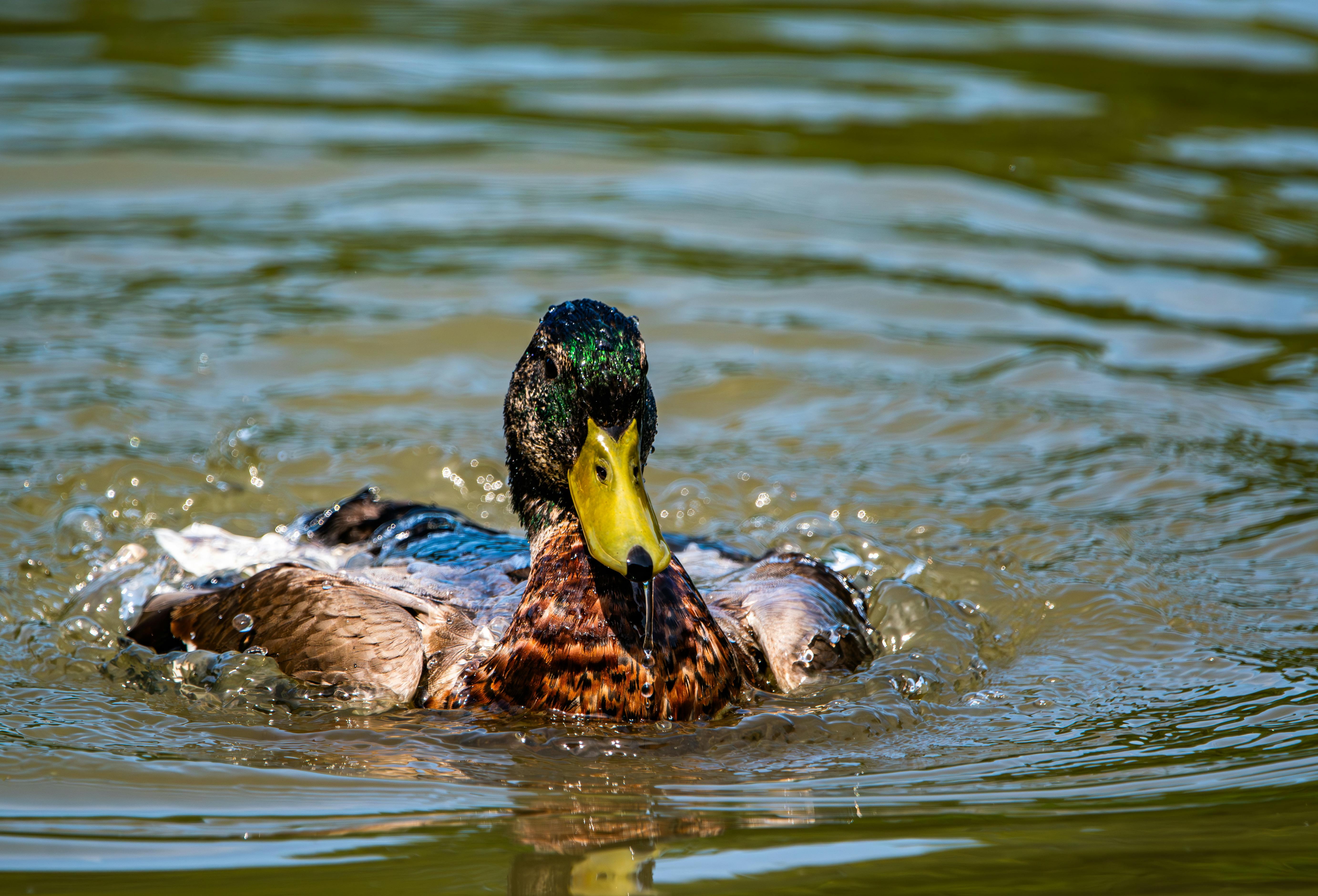Mallard · Free Stock Photo