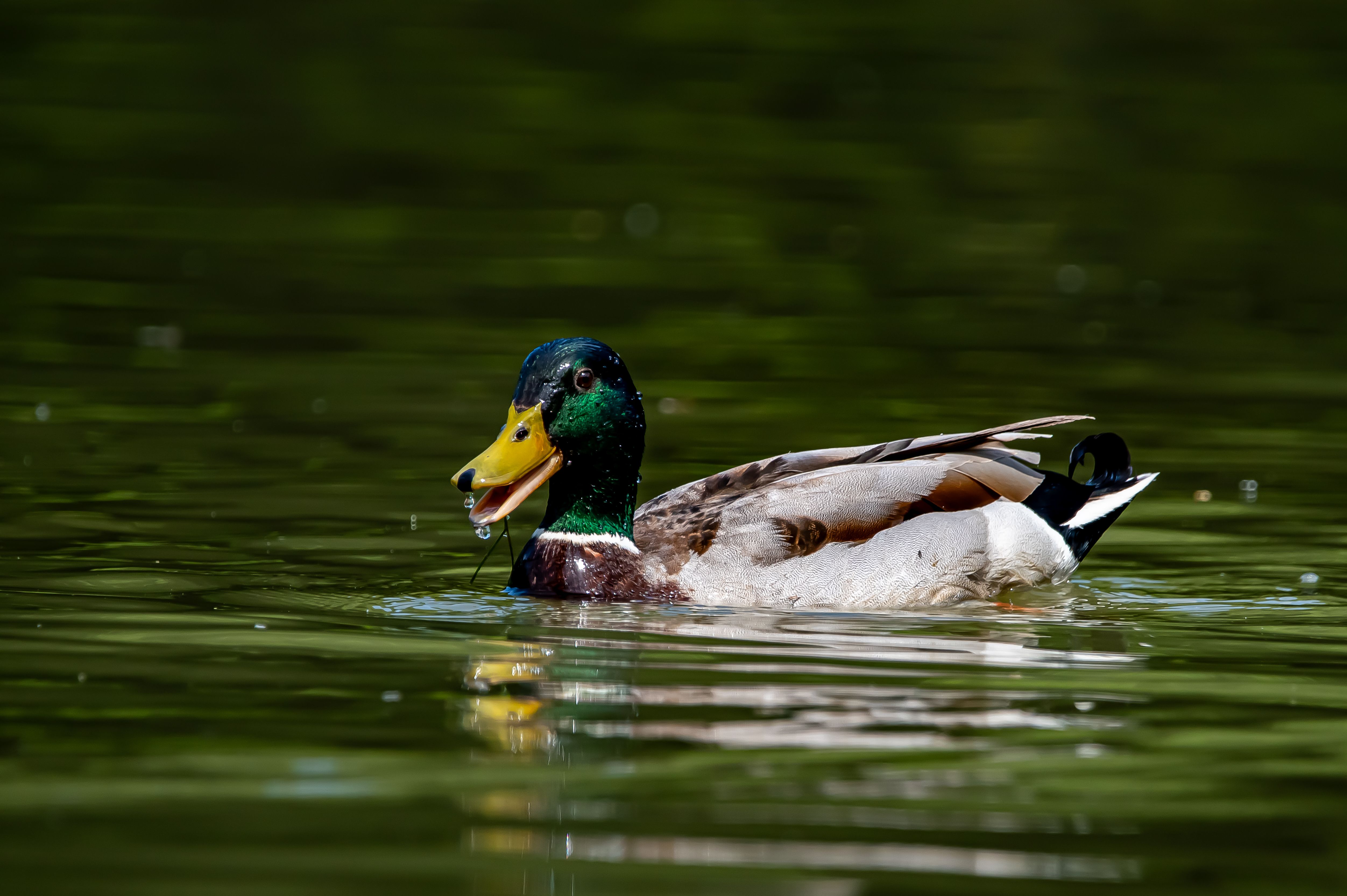 Mallard · Free Stock Photo