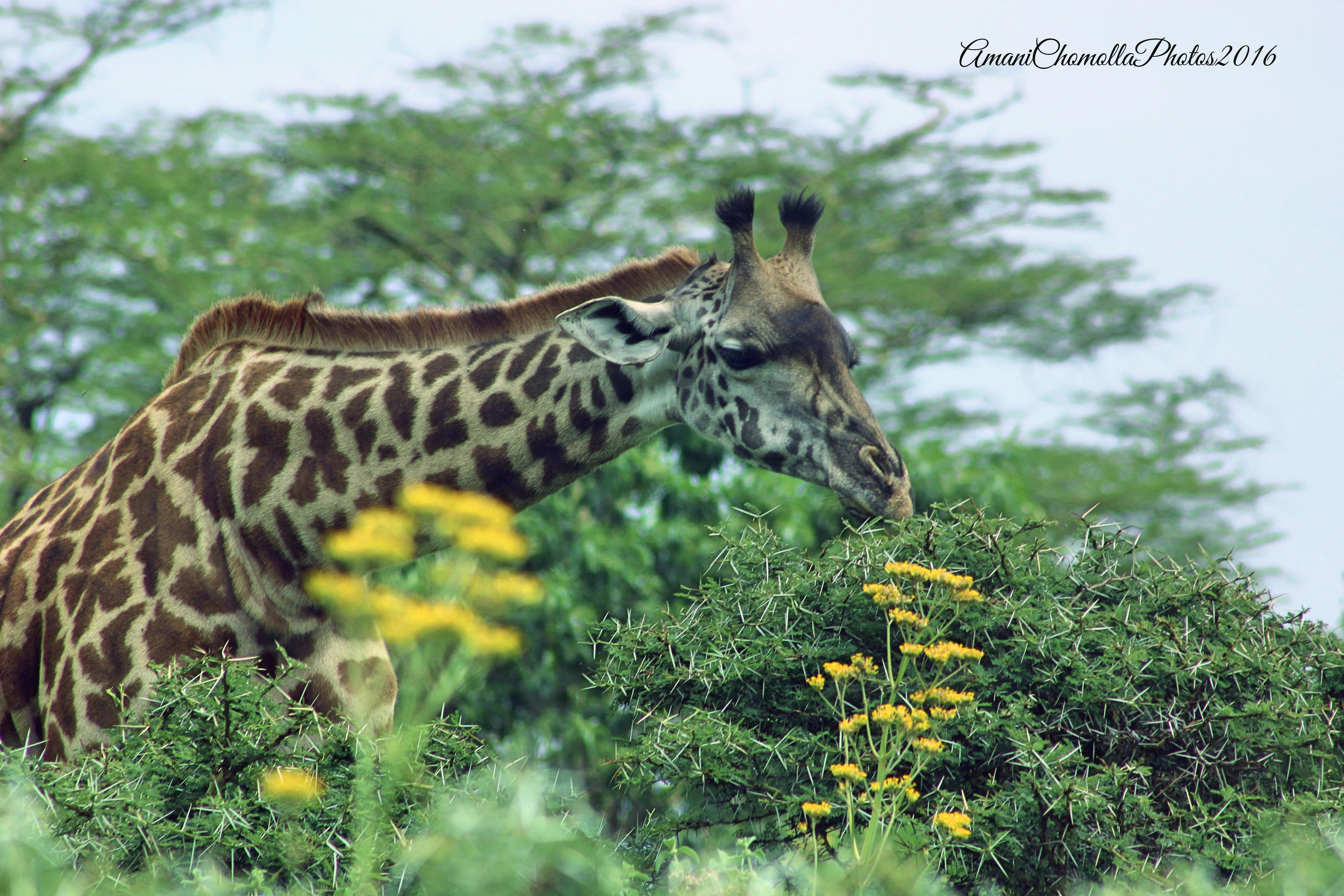Free stock photo of africa, amani, animal