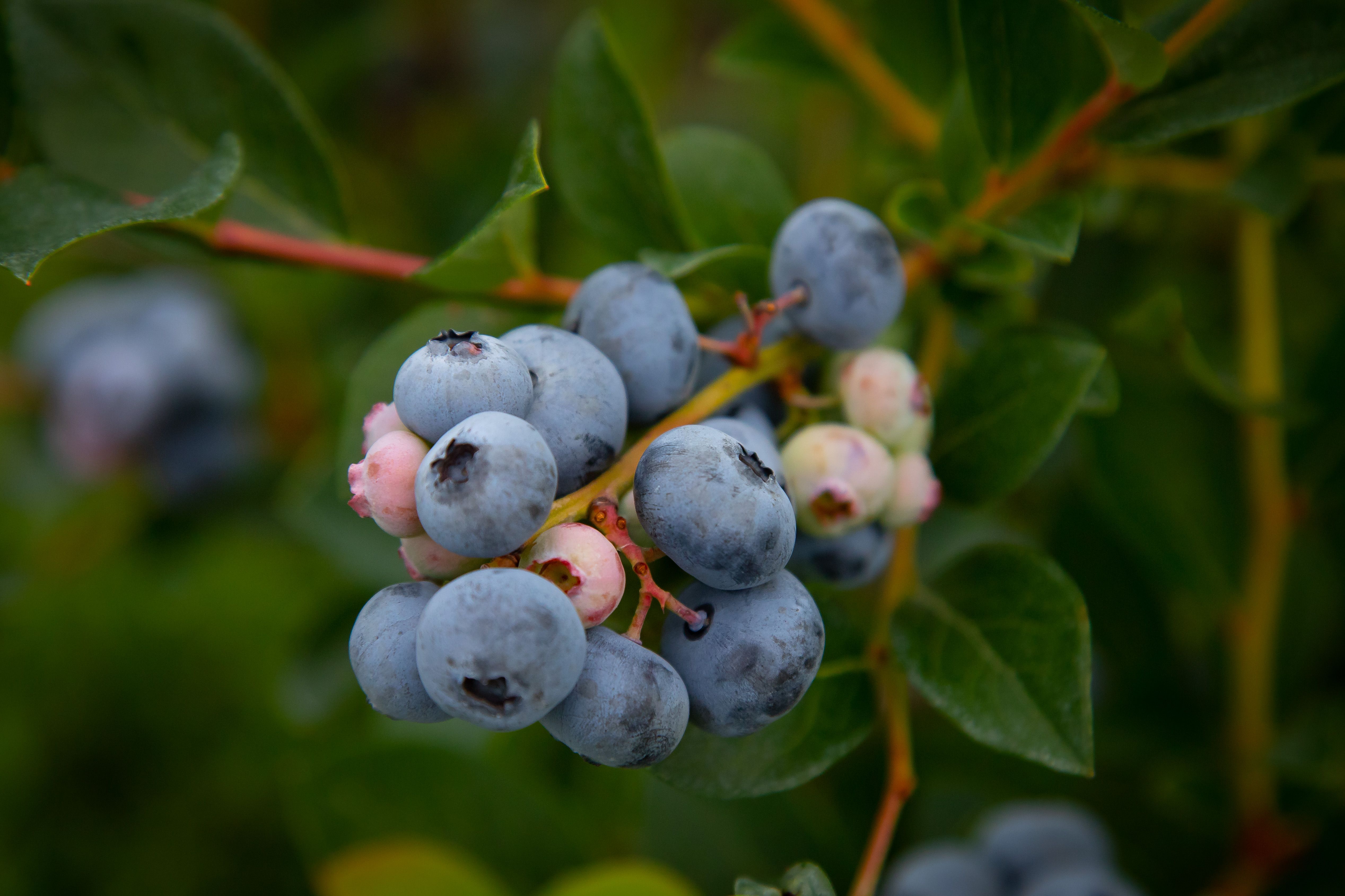 Close-up Photo of Blueberries · Free Stock Photo