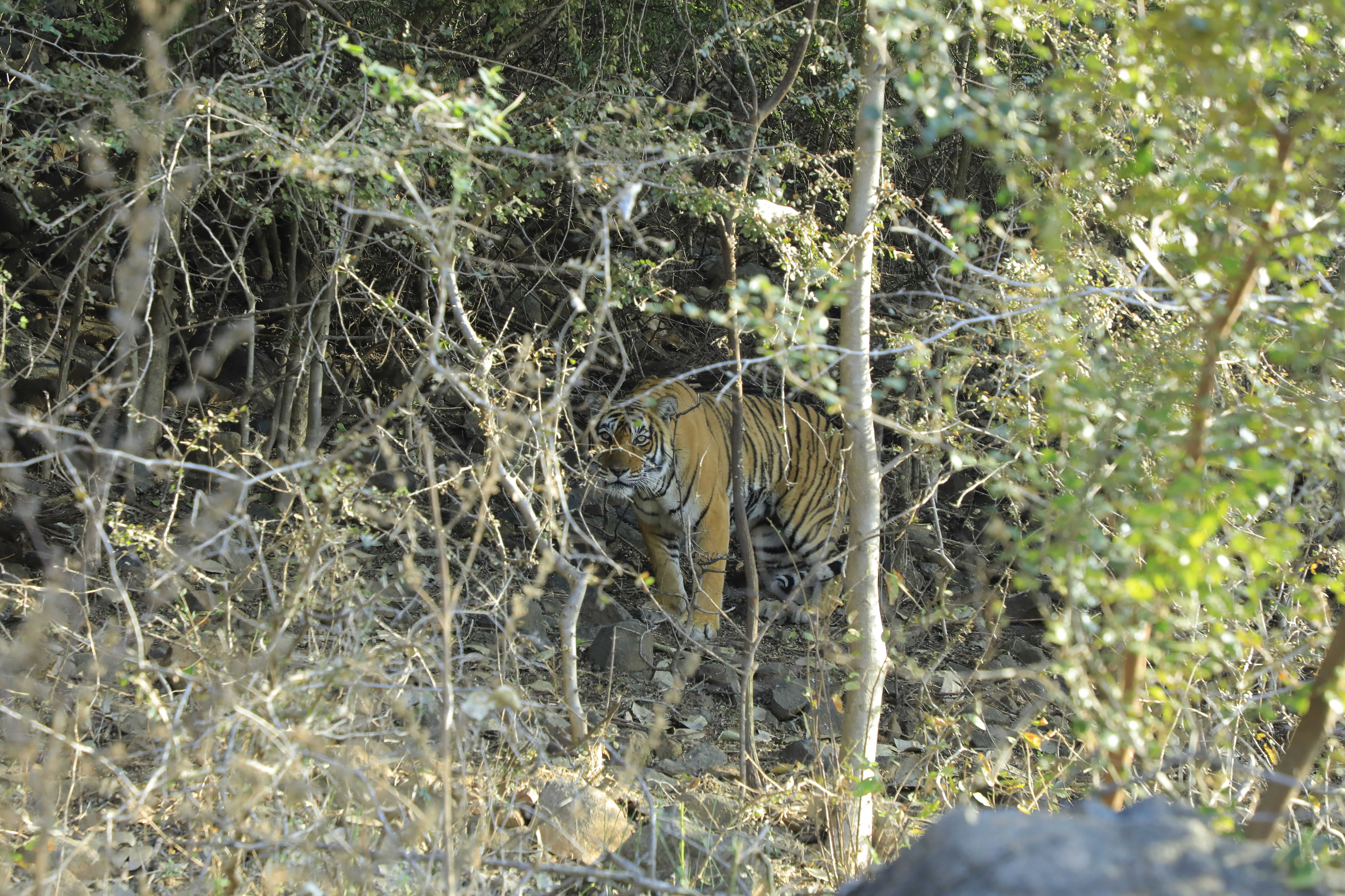 Tiger behind Trees in Forest · Free Stock Photo