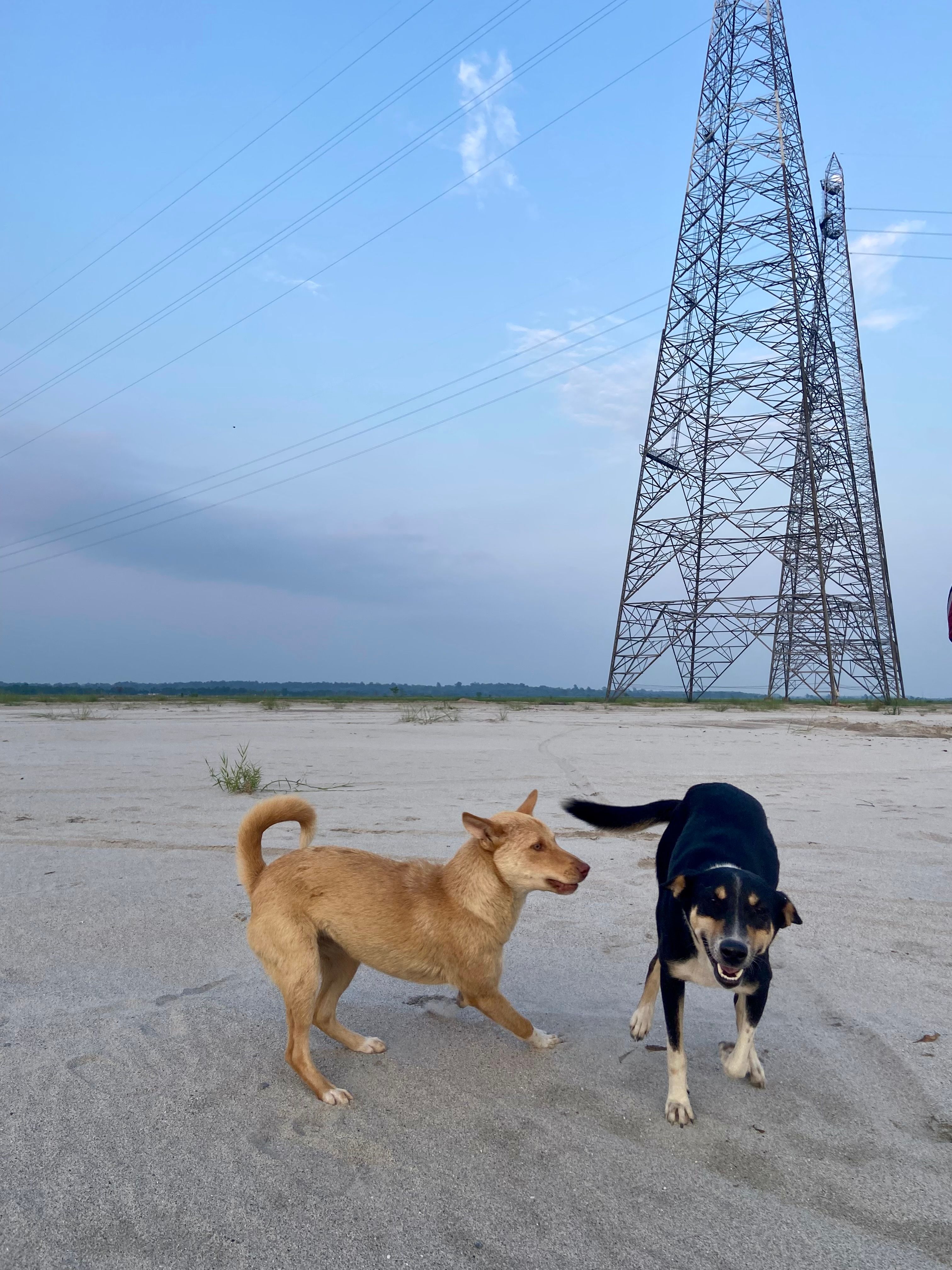 Wired Animal Photos, Download The BEST Free Wired Animal Stock Photos ...