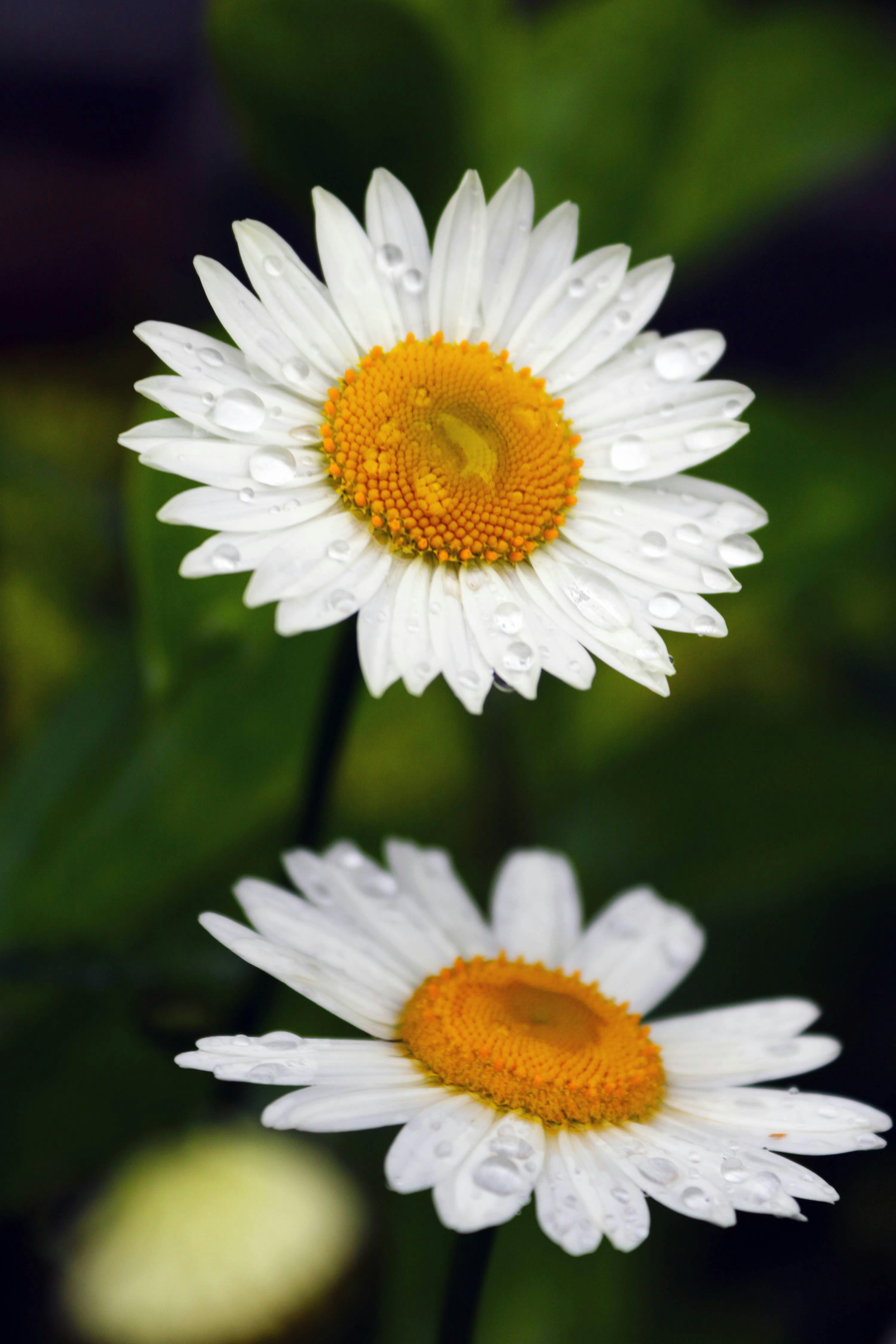 Two Daisies · Free Stock Photo