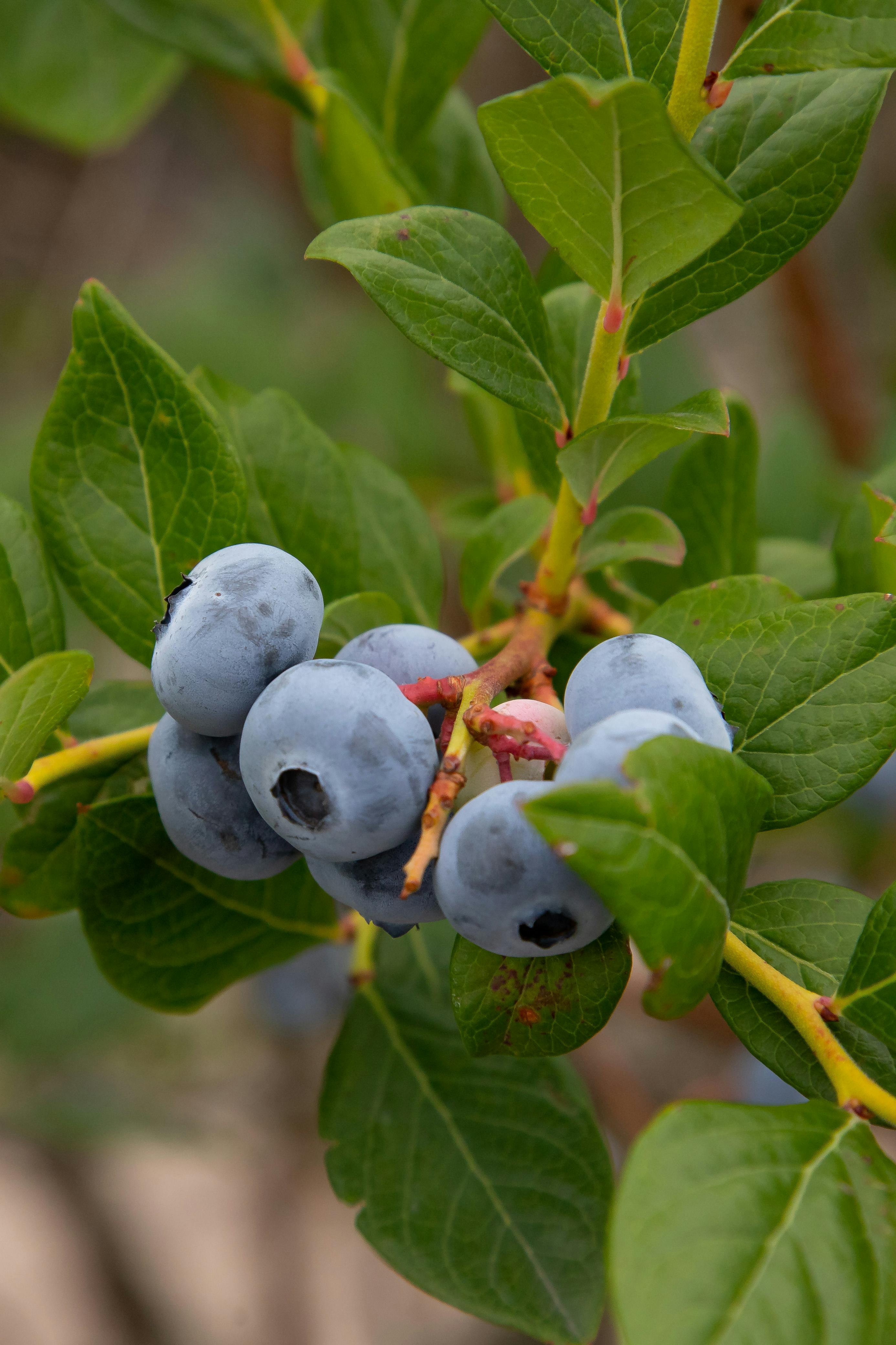 Branch with Blueberries · Free Stock Photo