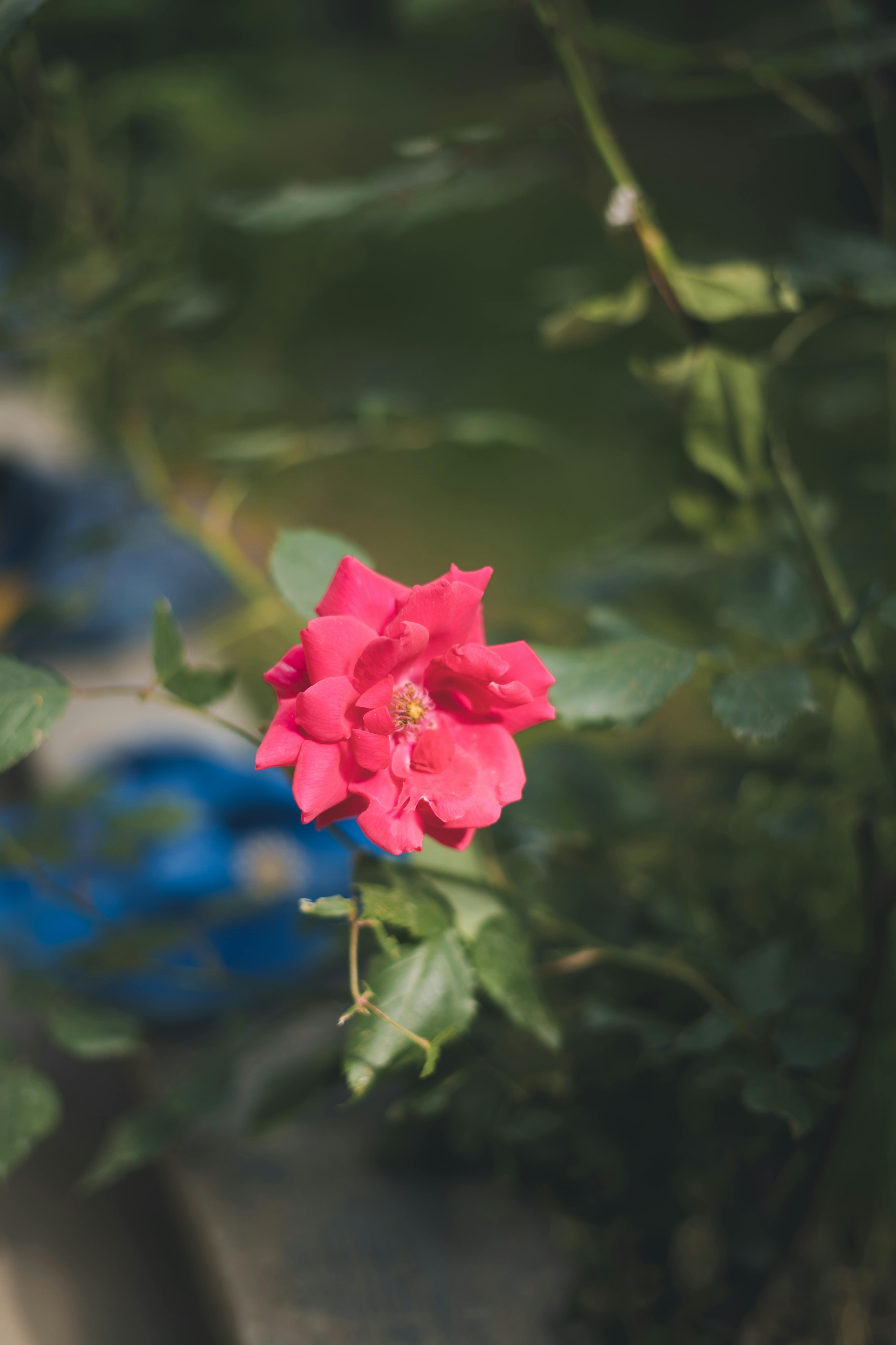 Close-up of a Bright Pink Rose Growing in a Garden · Free Stock Photo