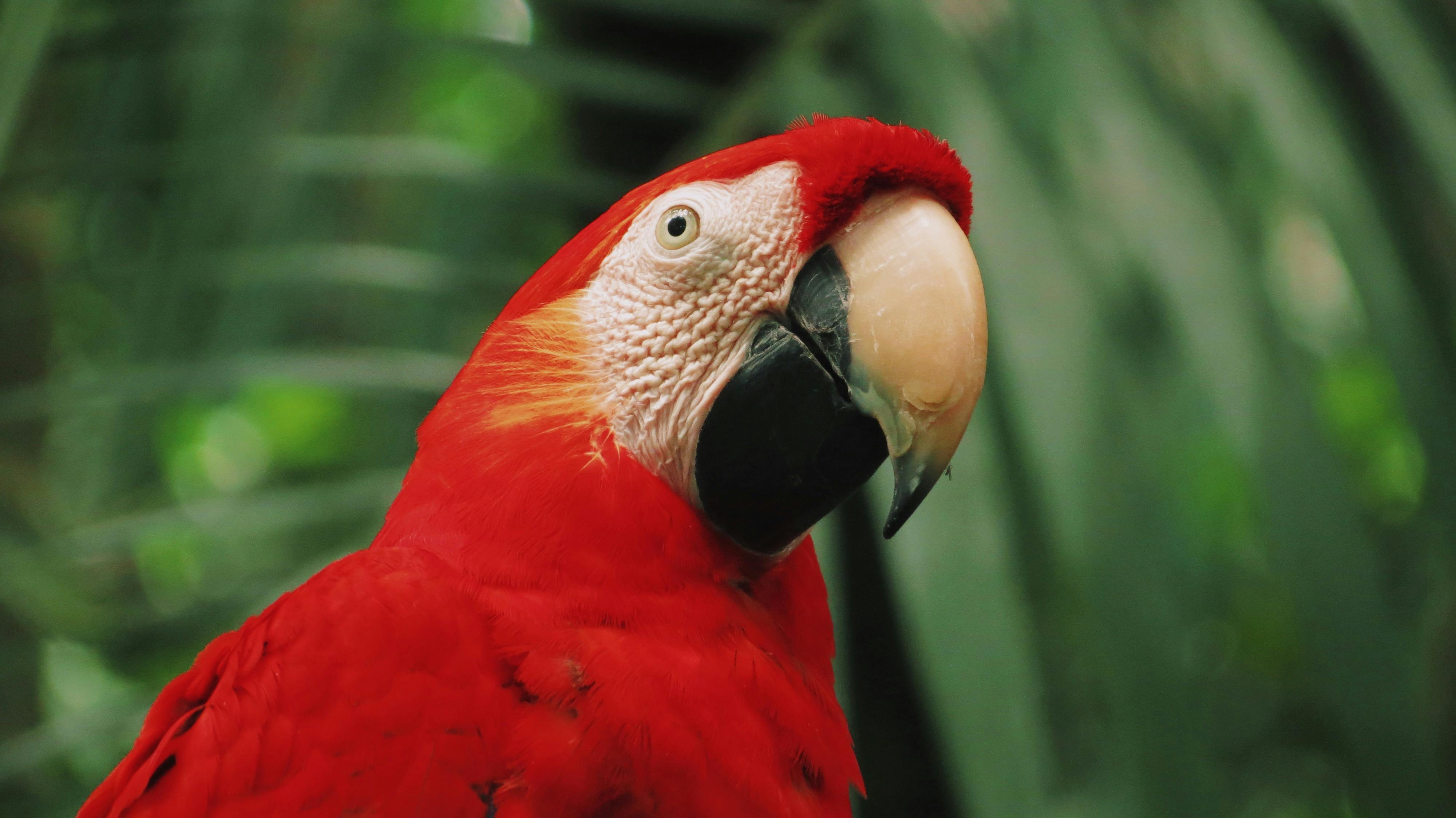 Portrait of Red Parrot · Free Stock Photo