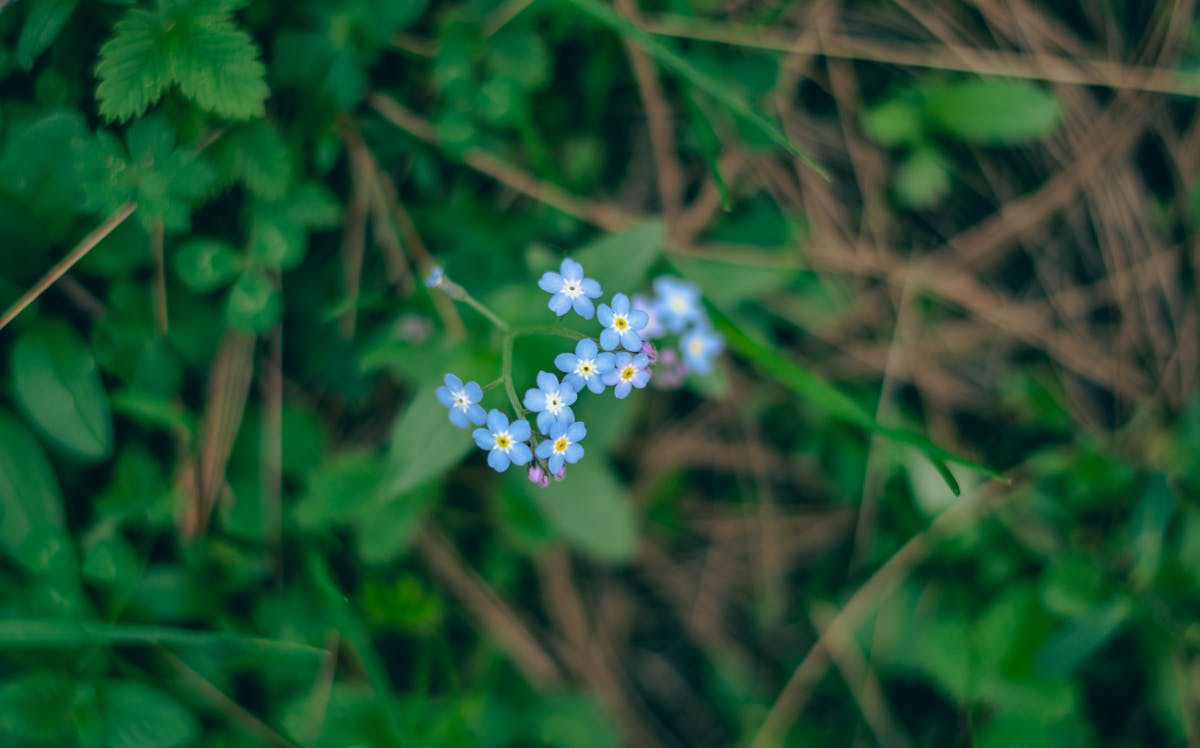 Forget Me Nots Photos, Download The BEST Free Forget Me Nots Stock ...