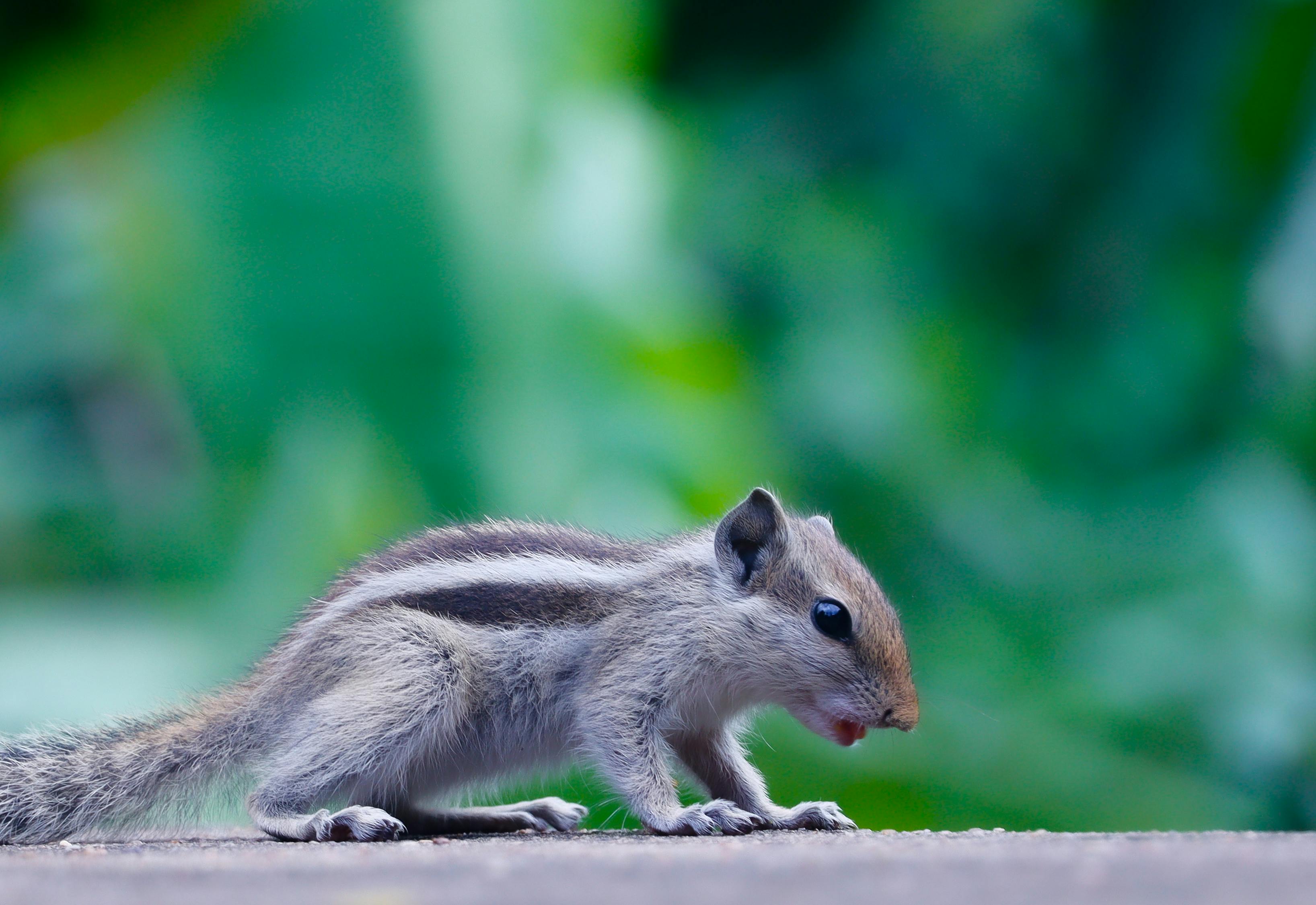 Close-Up Photo Of Squirrel · Free Stock Photo