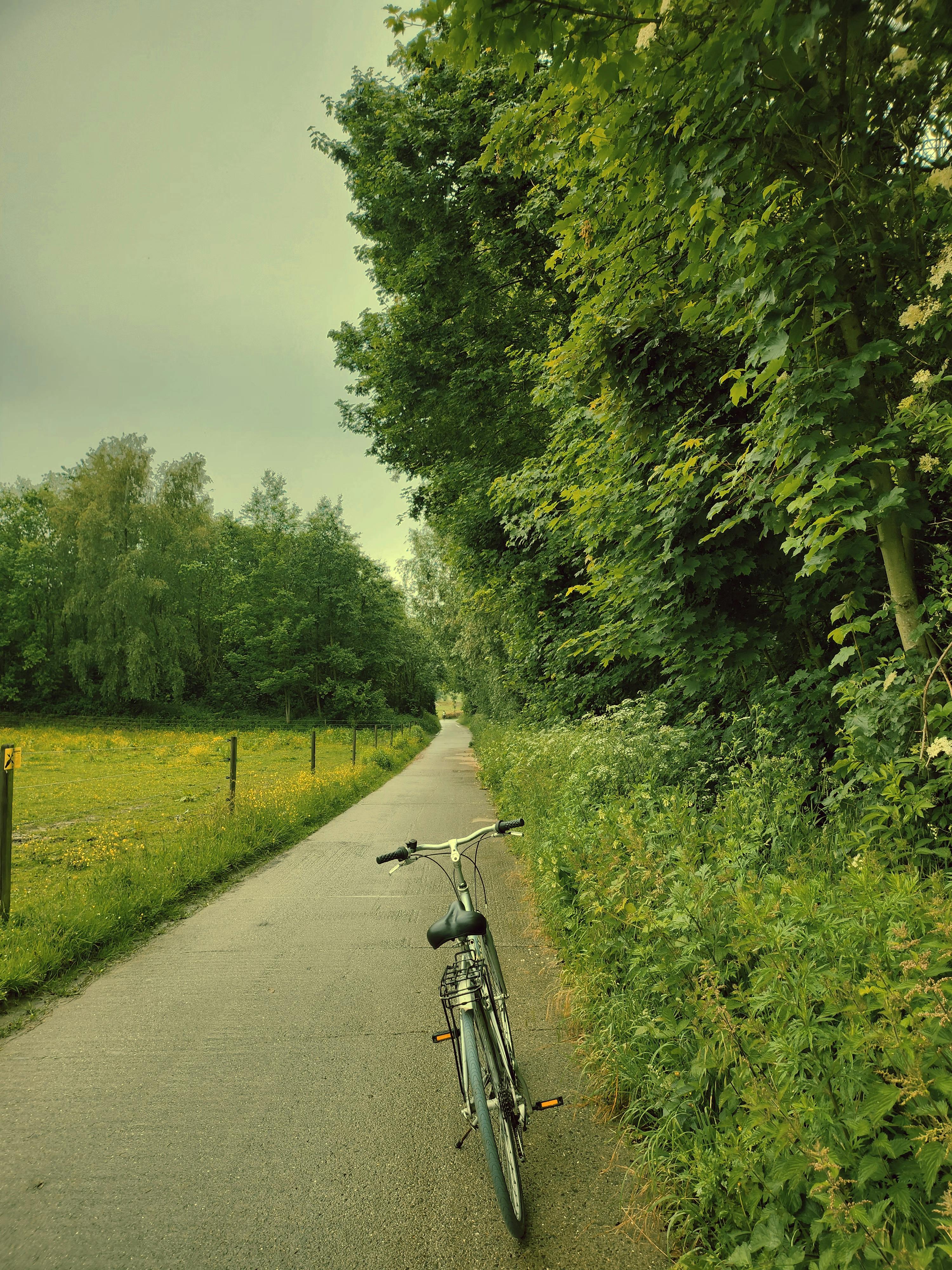 Bicycle Left on an Asphalt Road by the Forest · Free Stock Photo