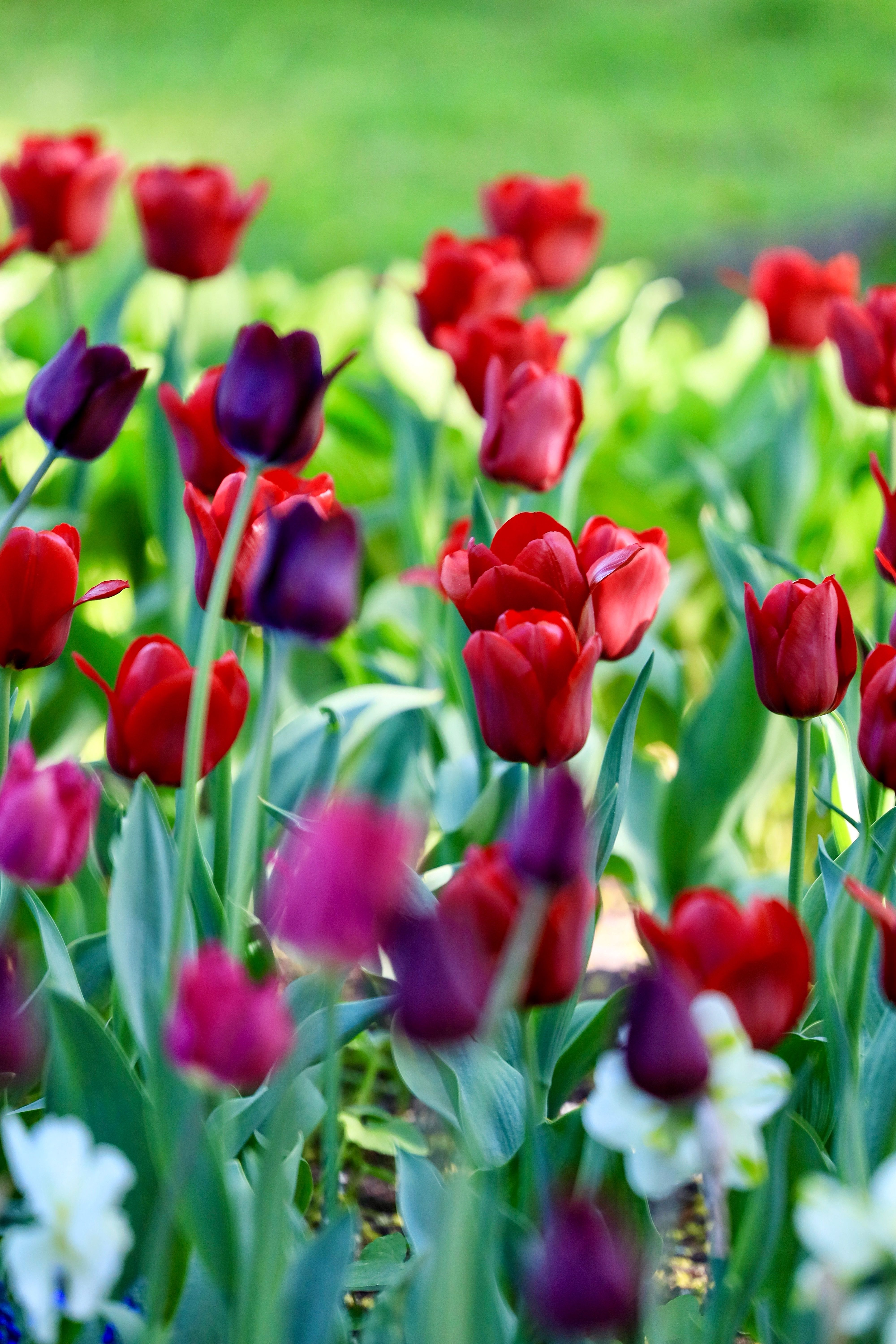 Blooming Colorful Tulips in the Garden · Free Stock Photo
