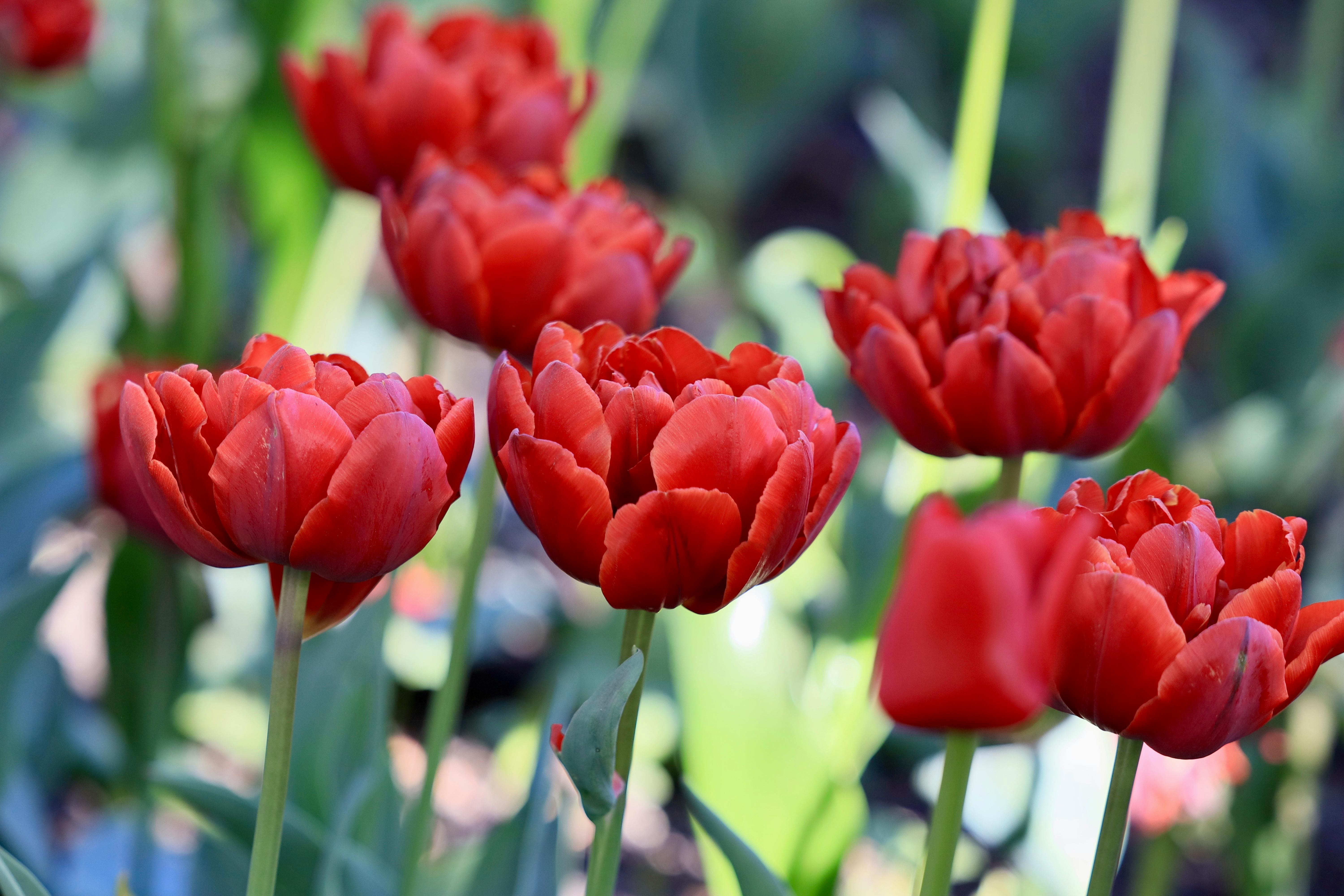 Red Petaled Flower · Free Stock Photo