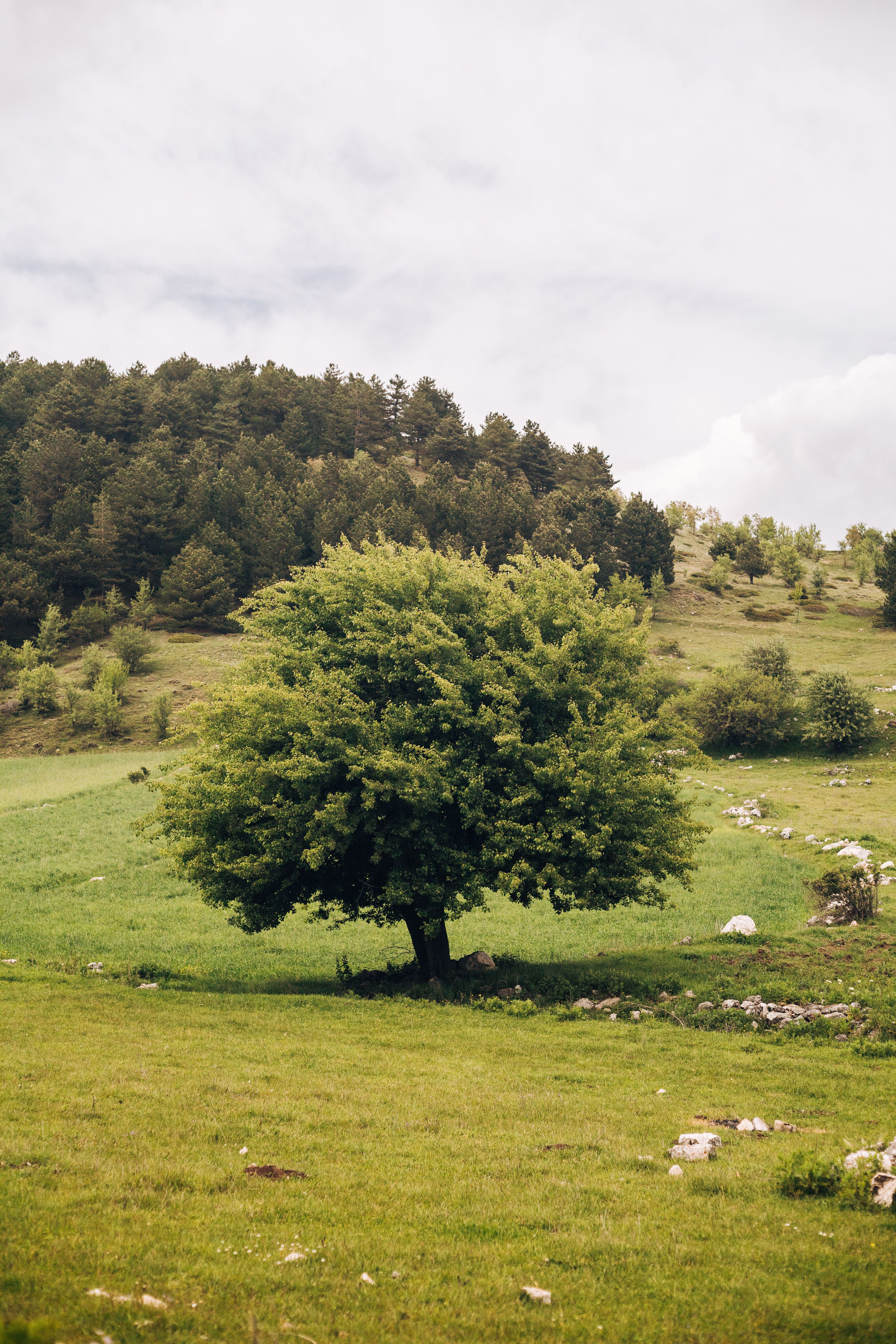 Tree on Grassland in Countryside · Free Stock Photo