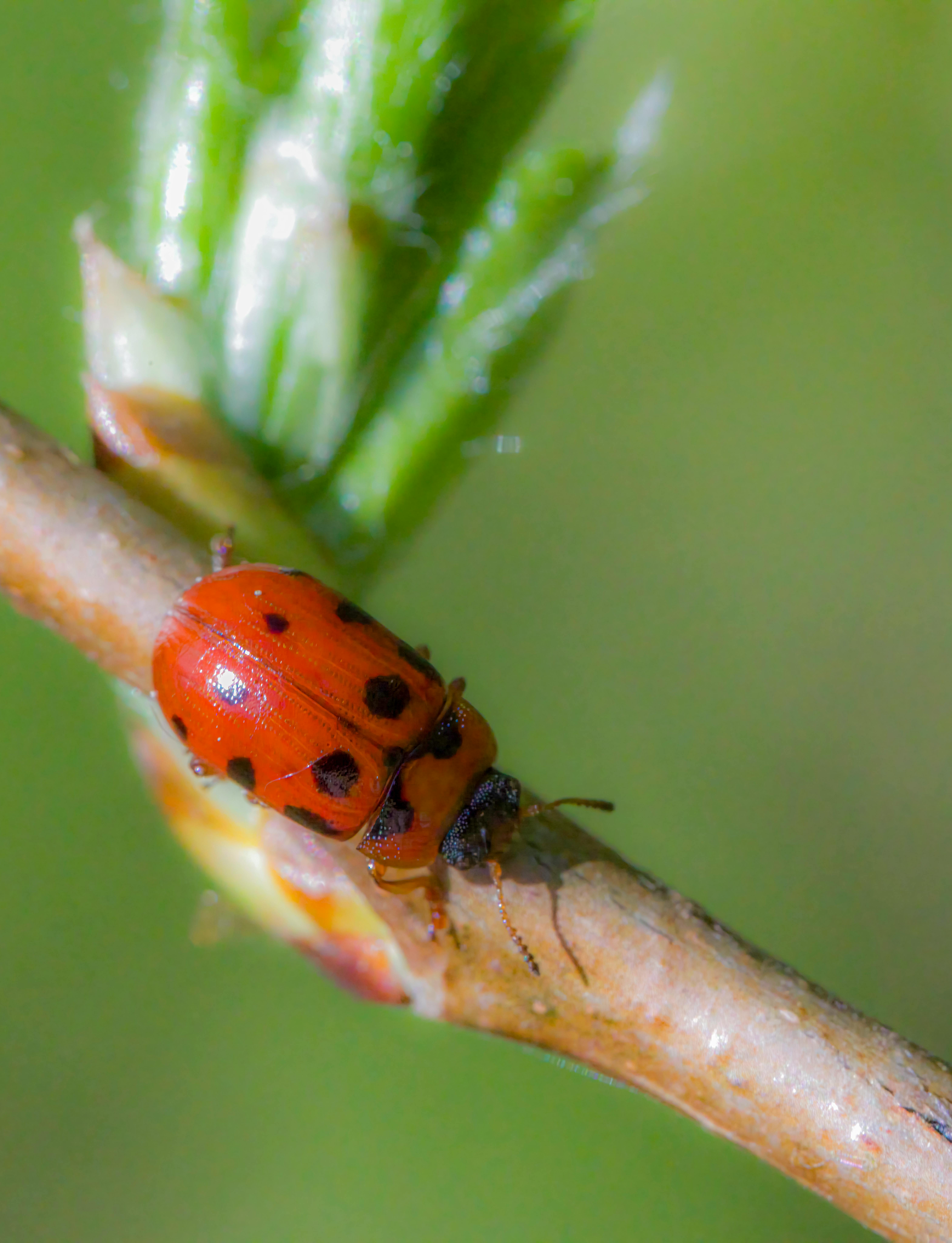 Red Spotted Beetle Crawling on a Branch · Free Stock Photo