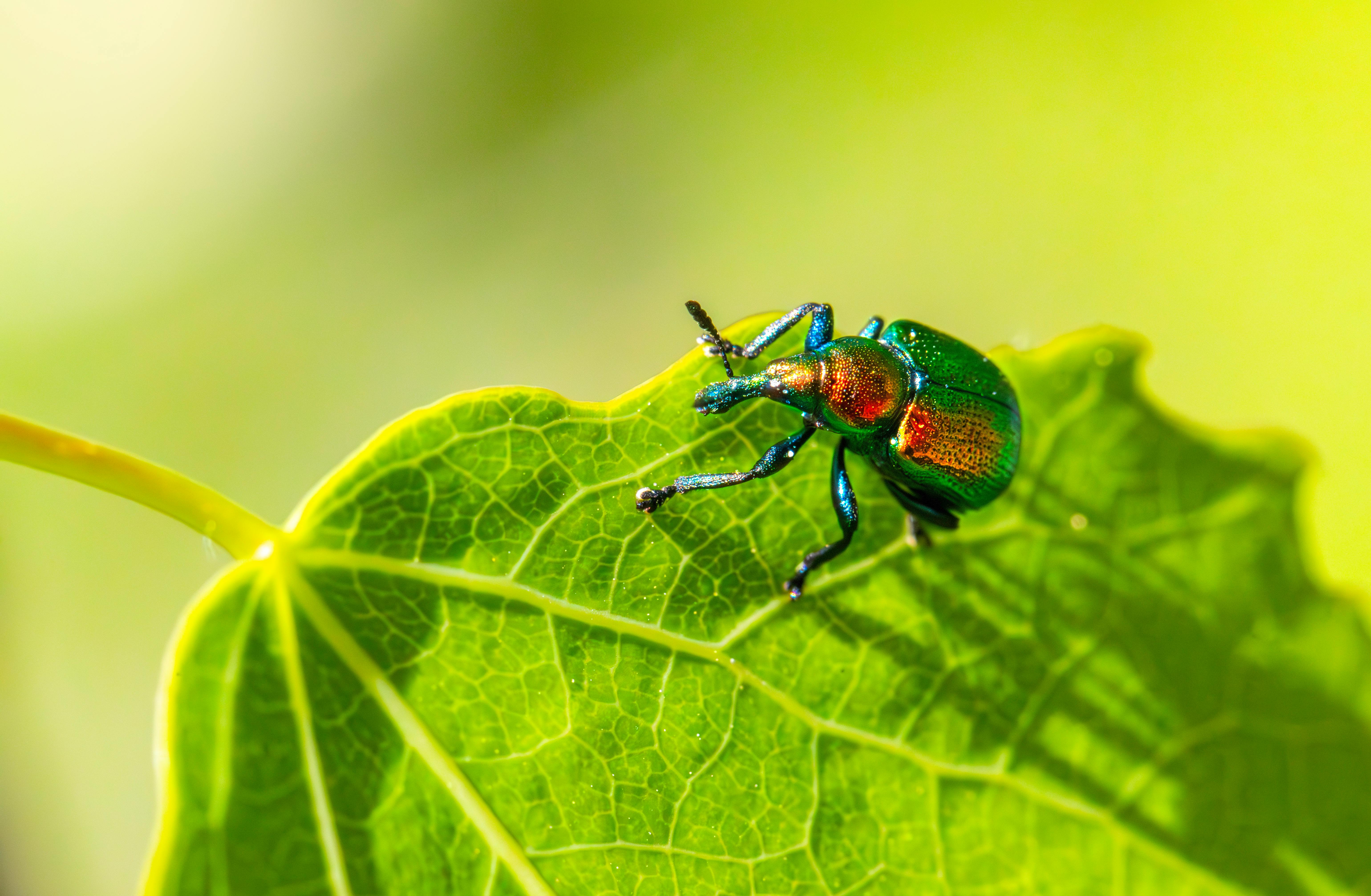 Aspen Leaf-Rolling Weevil · Free Stock Photo