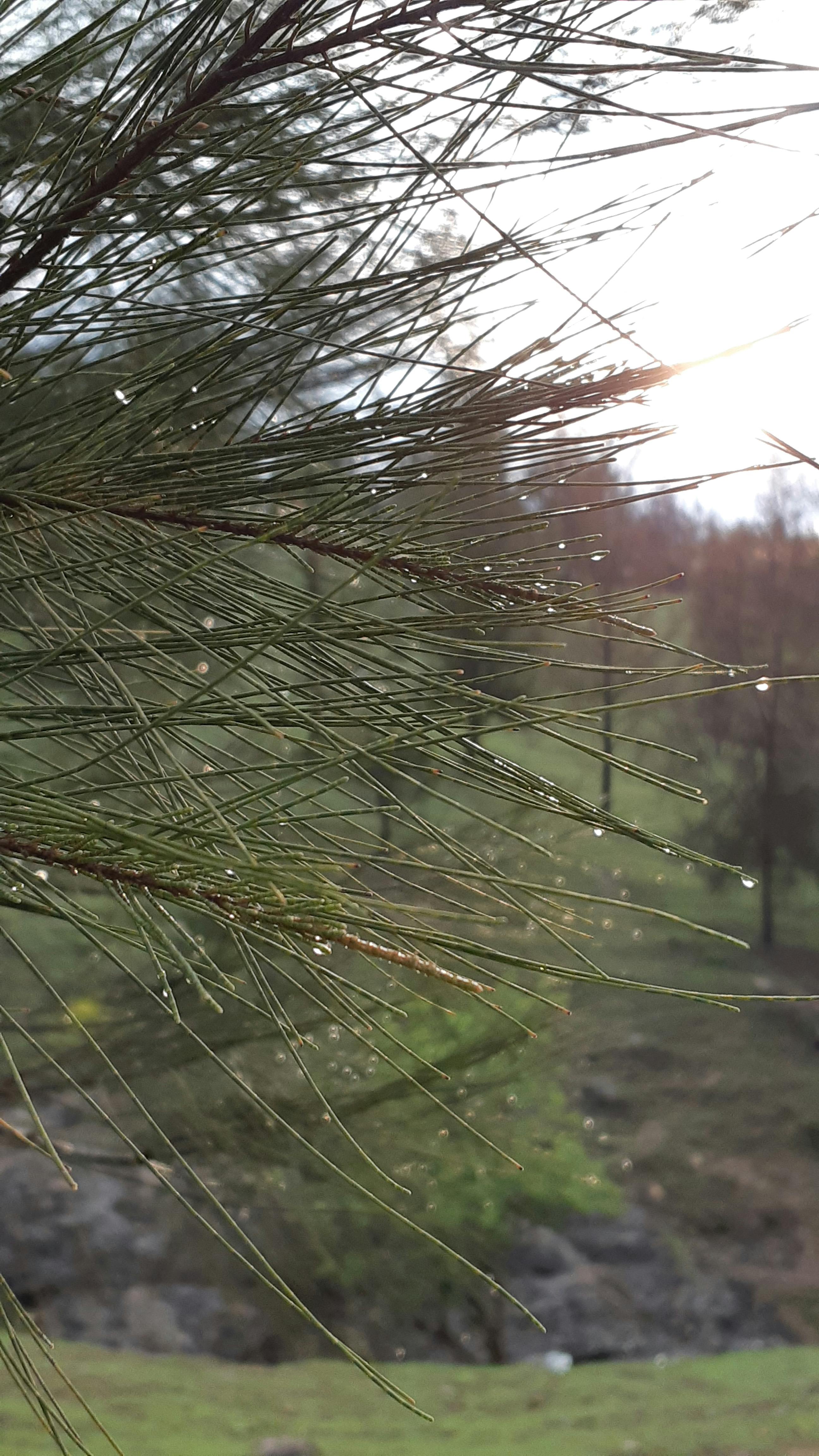 ALEJANDRO RUIZ - 写真