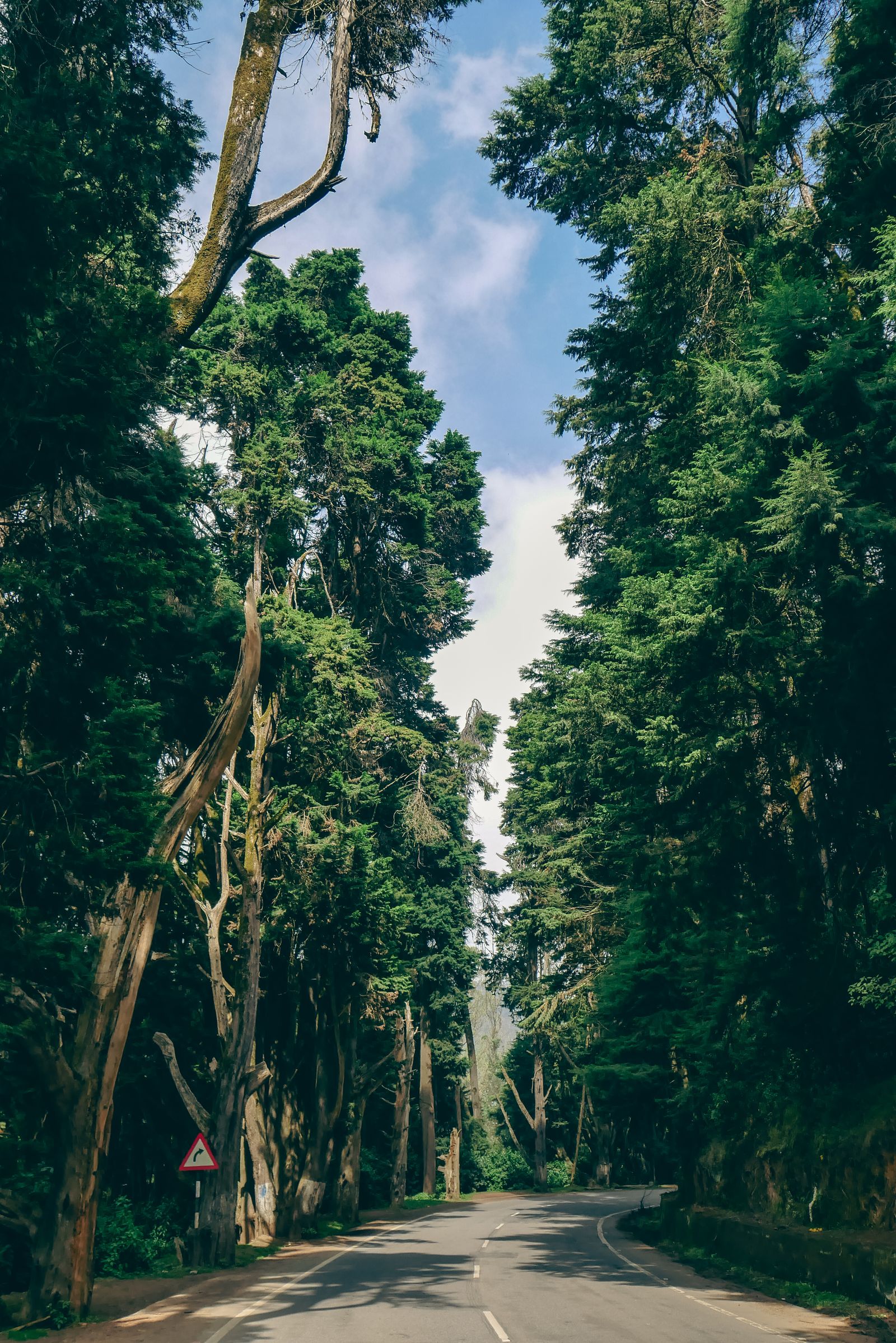 Wonderful Trees 77 Photos & Videos Collected by Lisa from Pexels