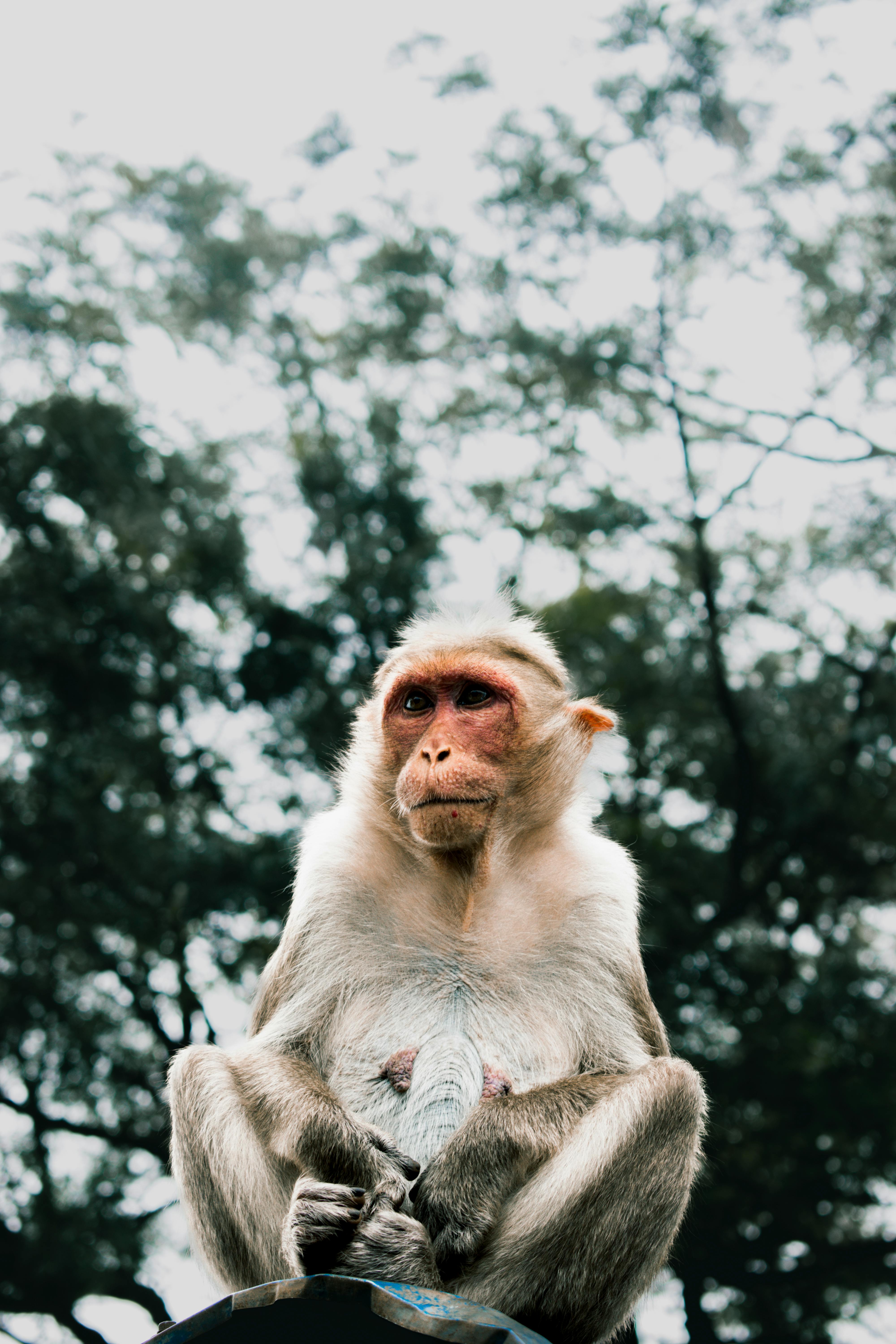 Monkey · Free Stock Photo