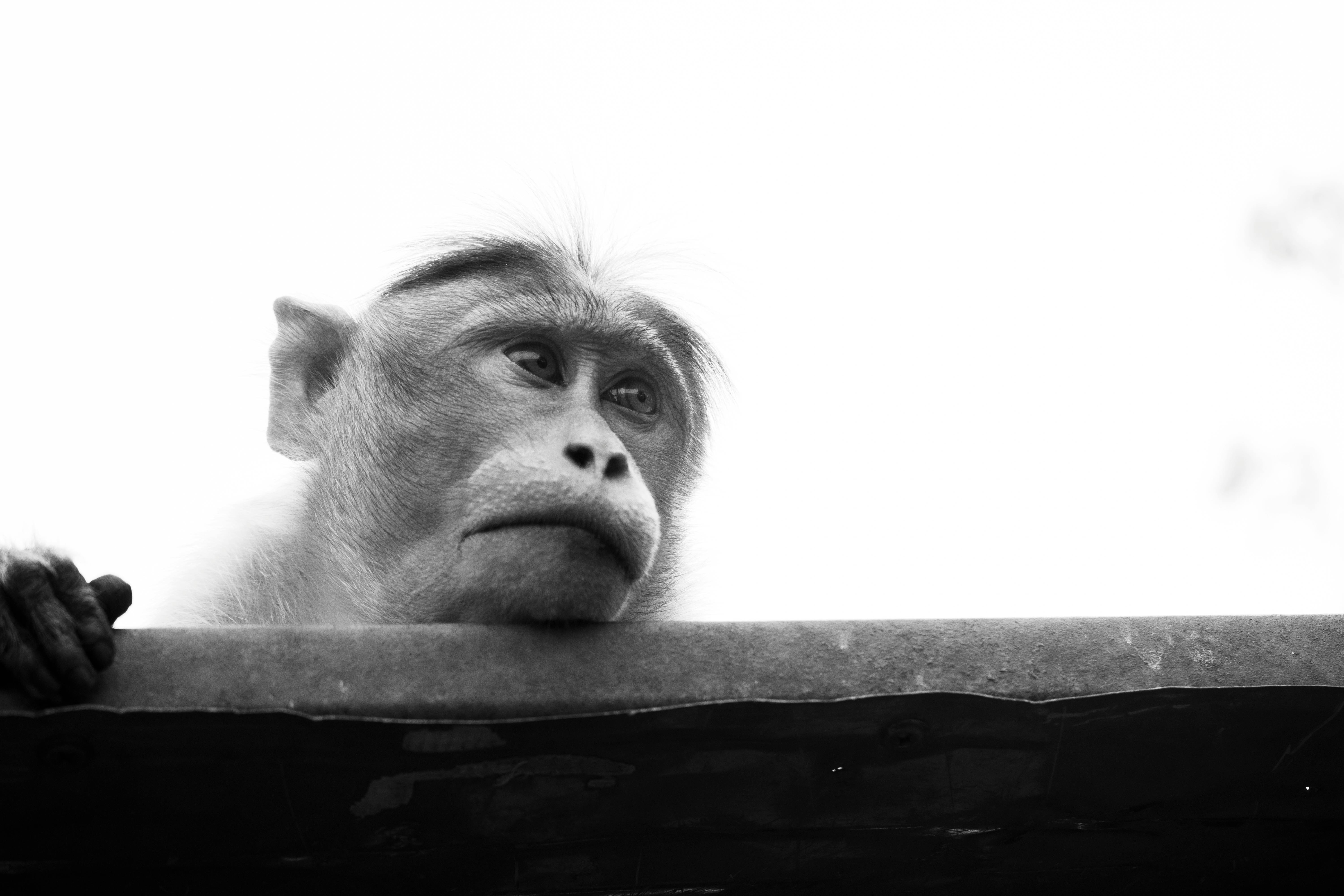 Head Looking Right Photos, Download The BEST Free Head Looking Right ...