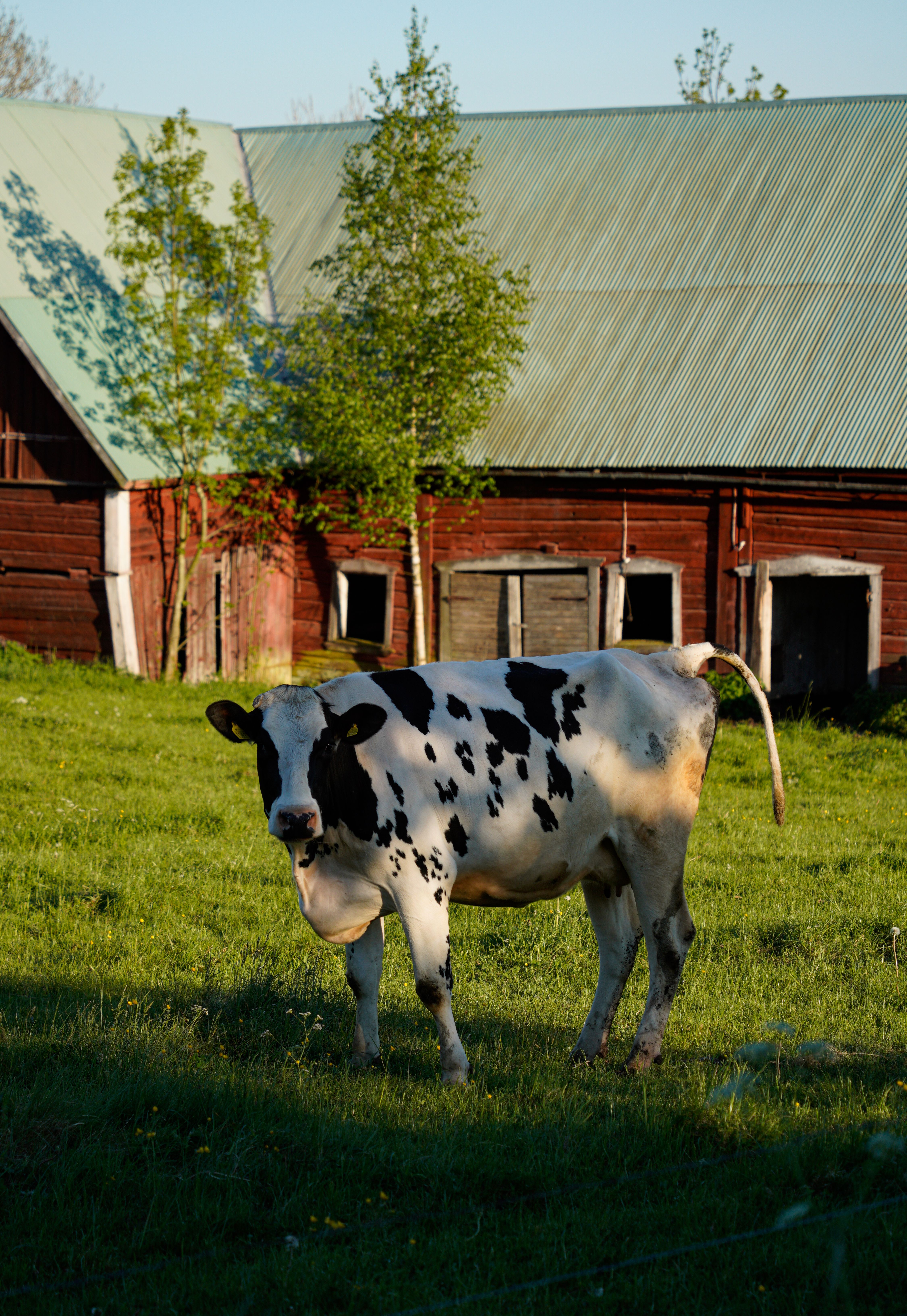 A Cow Standing on a Pasture near a Barn · Free Stock Photo