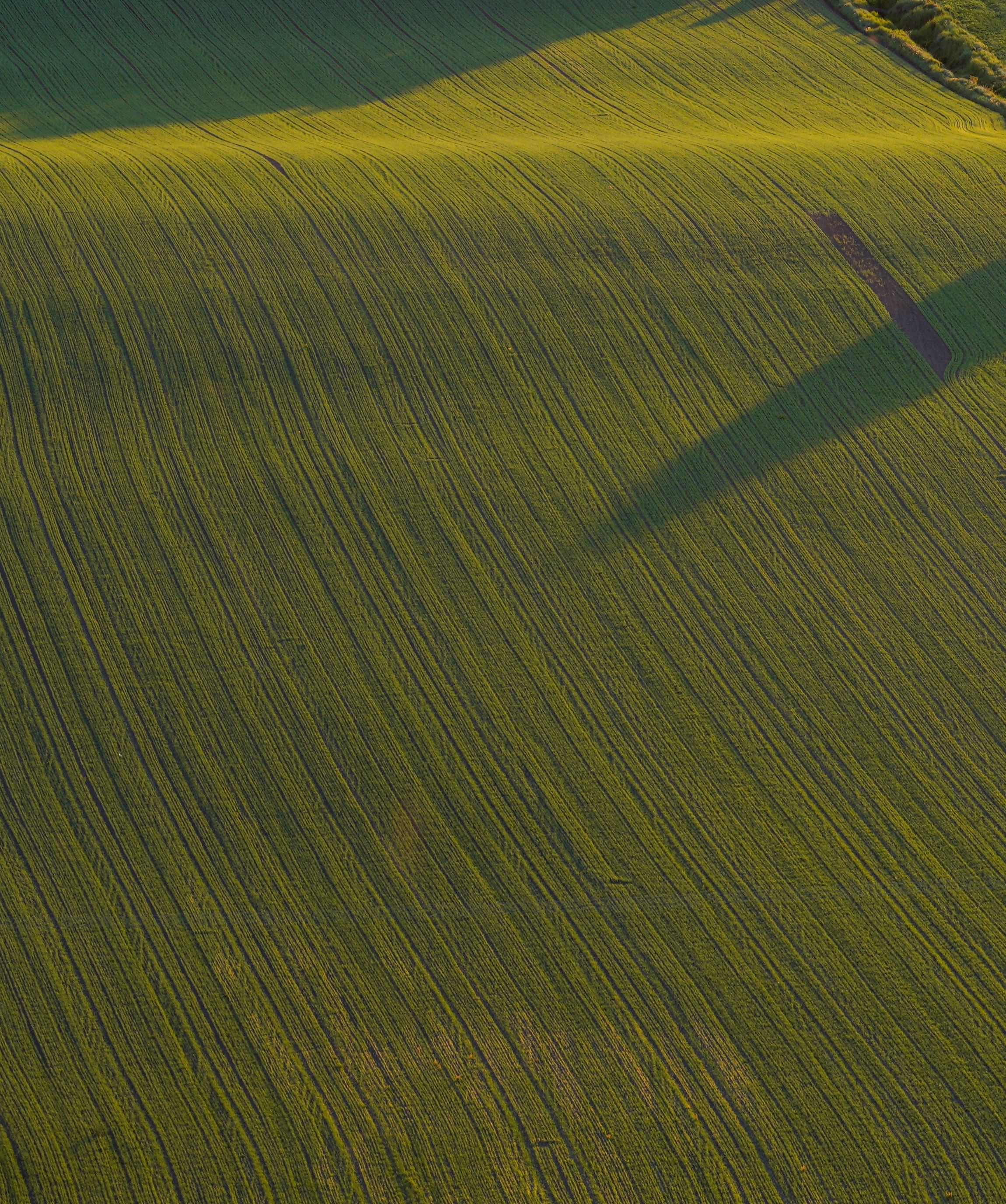 Brown Field Near Trees · Free Stock Photo