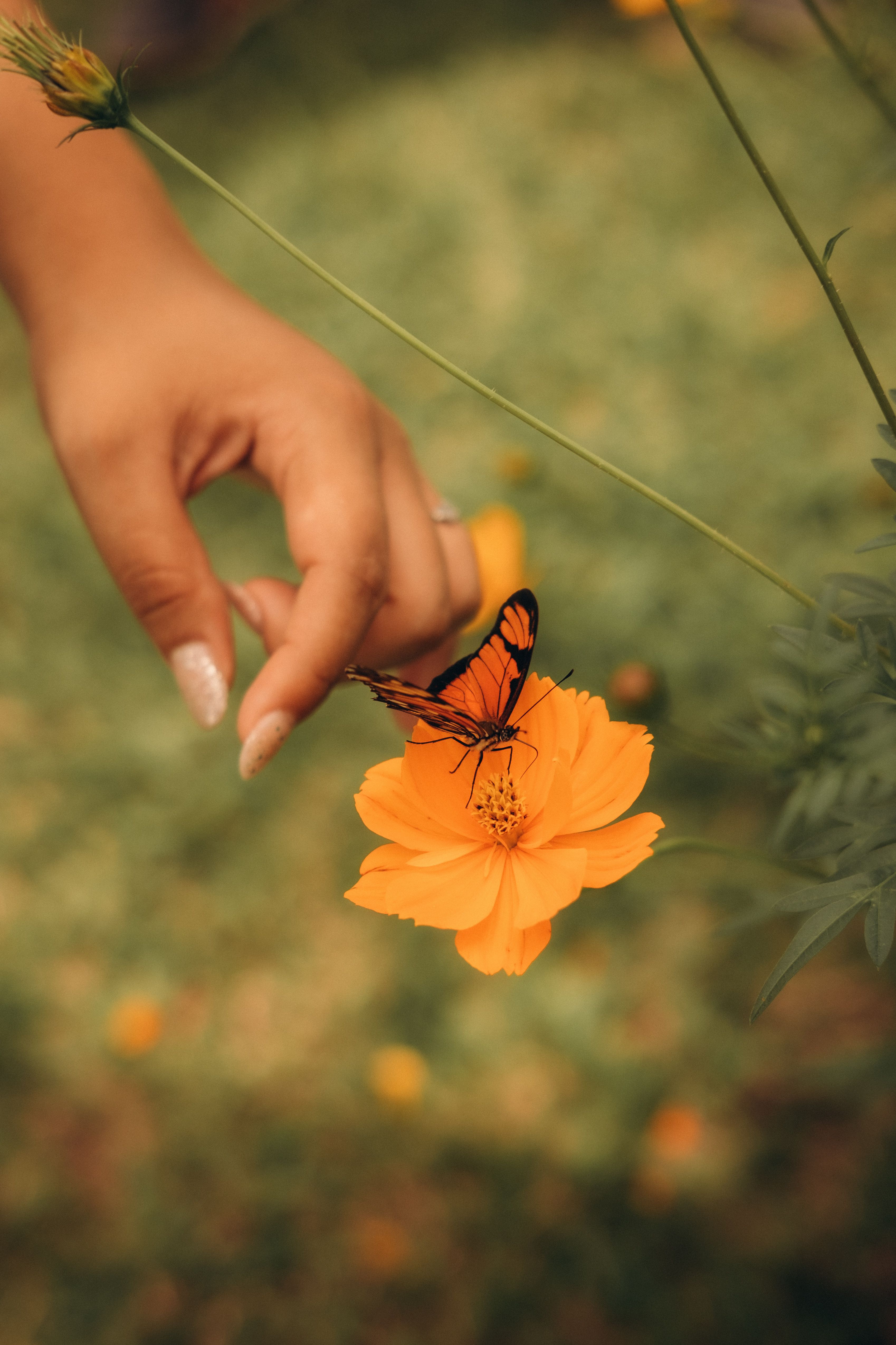 A person's hand is touching a butterfly on a flower · Free Stock Photo